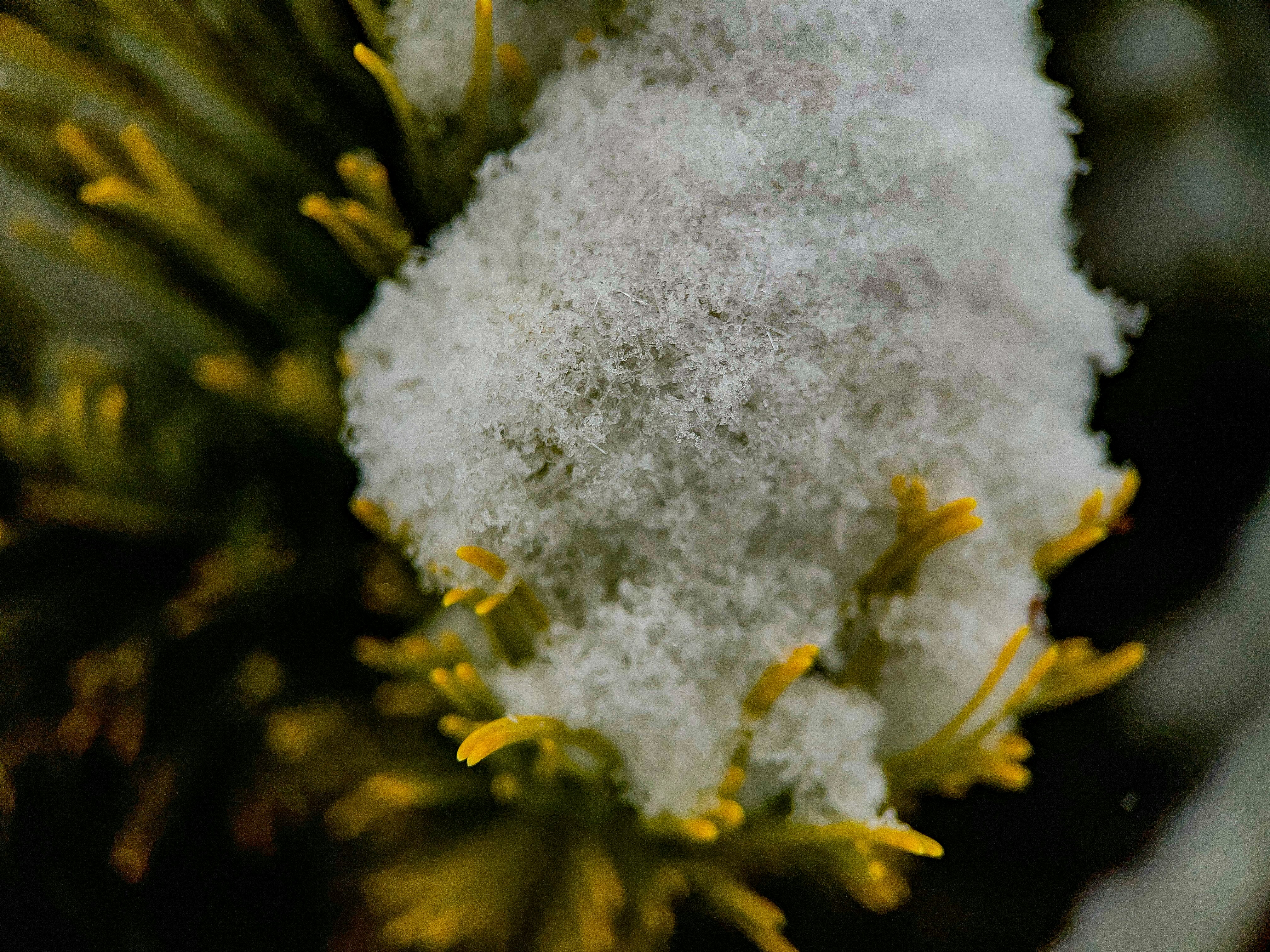 Snow-kissed Ellipse: Yellows Amid Winter Foam