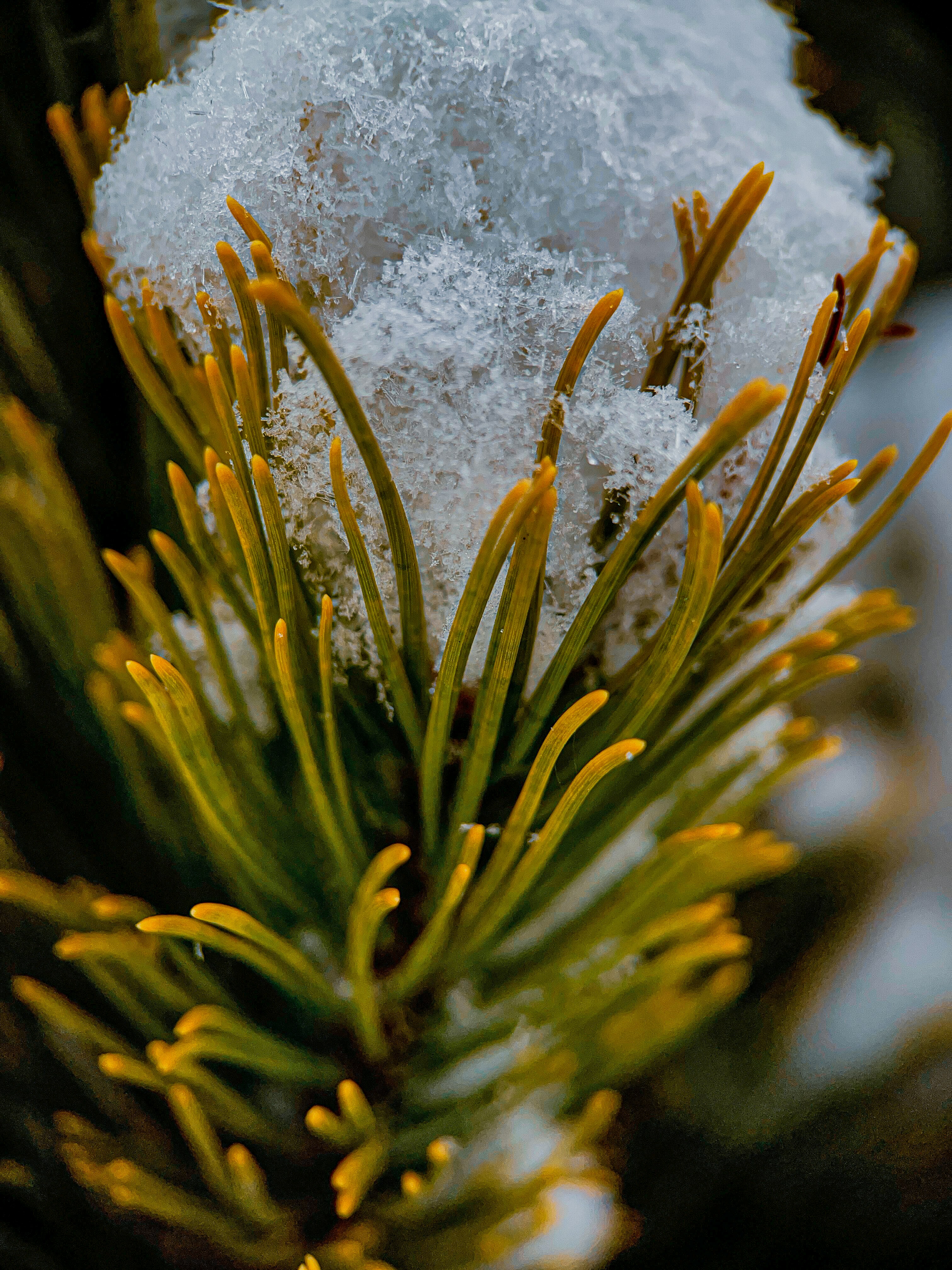 Snow Dust on Golden Pine Needles