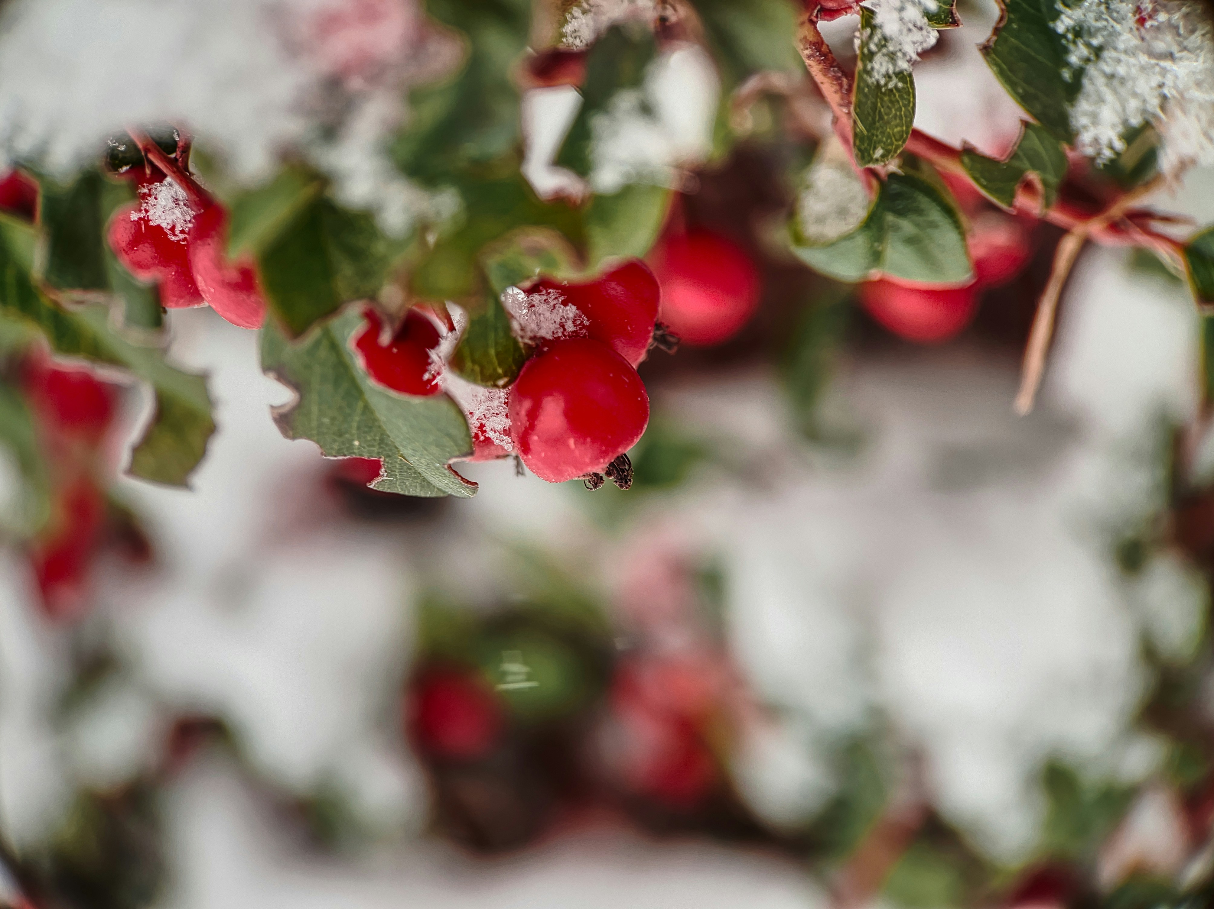 A branch of a tree covered in snow photo – Free Nature Image on Unsplash