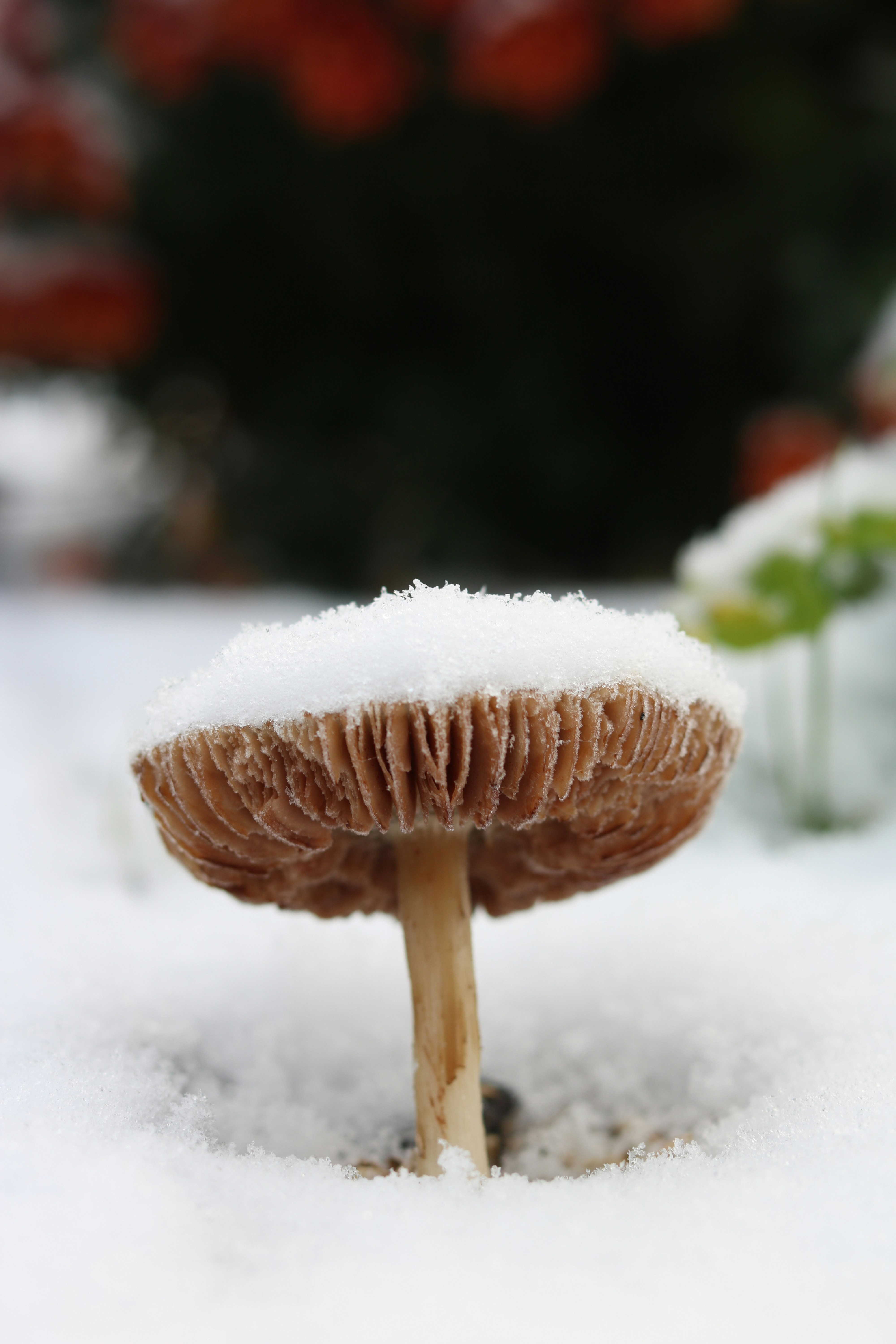 Snow-Crowned Mushroom: A Close-Up of Winter's Quiet Harvest