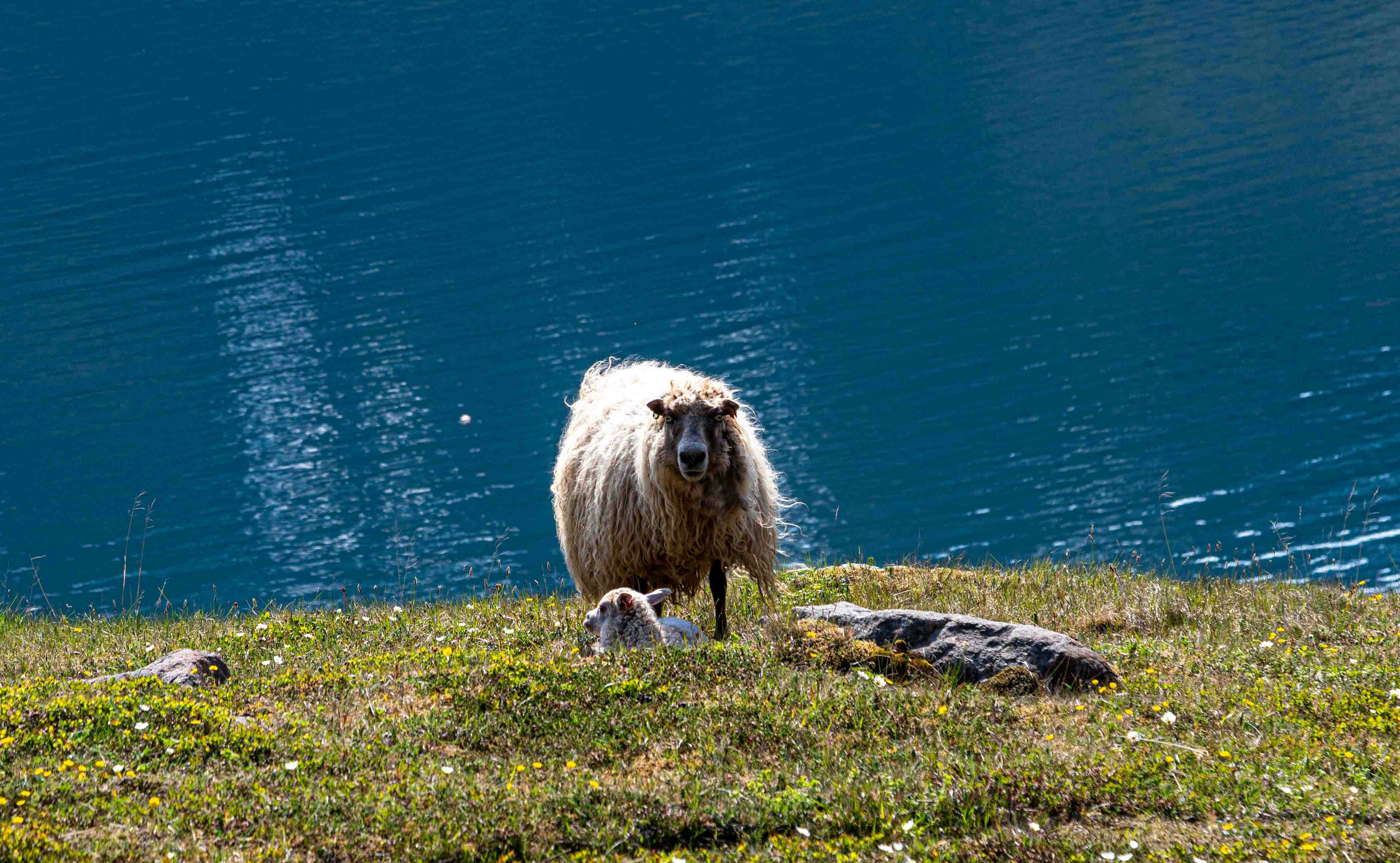 Shaggy musk ox by a tranquil alpine lake