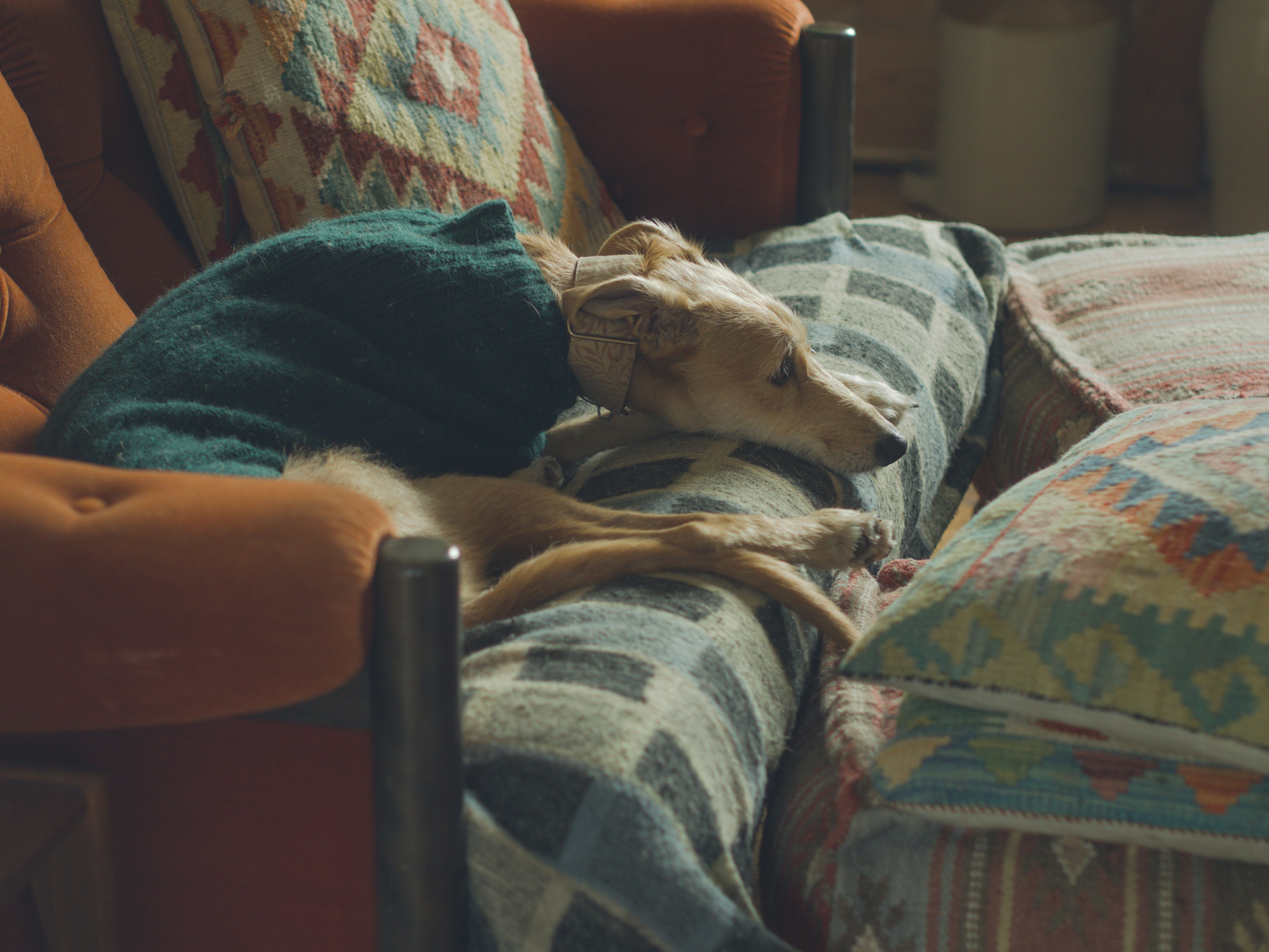 A relaxed dog draped in a blanket lounges on a patterned couch, surrounded by colorful cushions and a warm atmosphere.