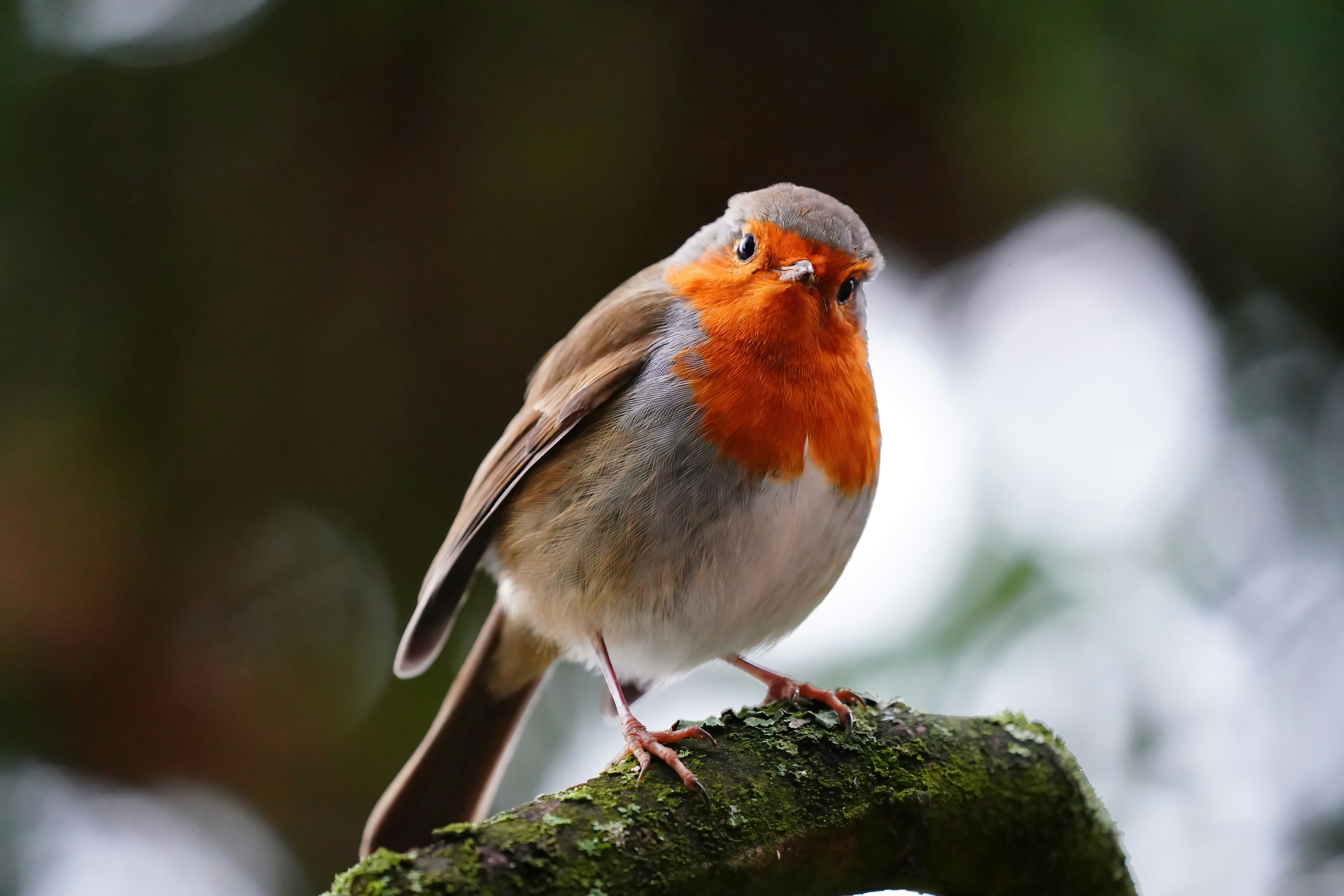 Photo by Martin Wemyss with Sony Alpha 9