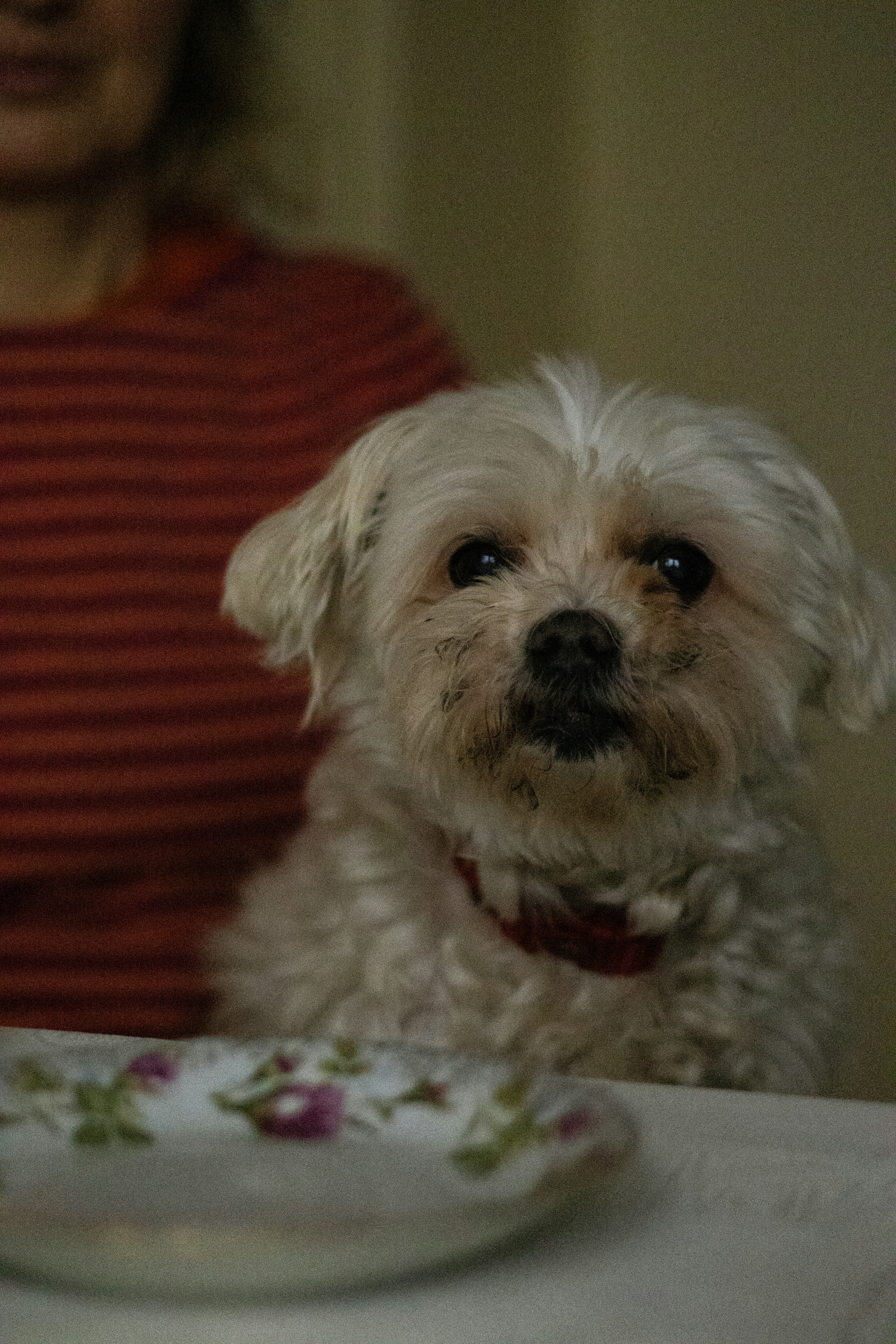 Gentle Pup at the Table: A Quiet Moment with a Fluffy Companion