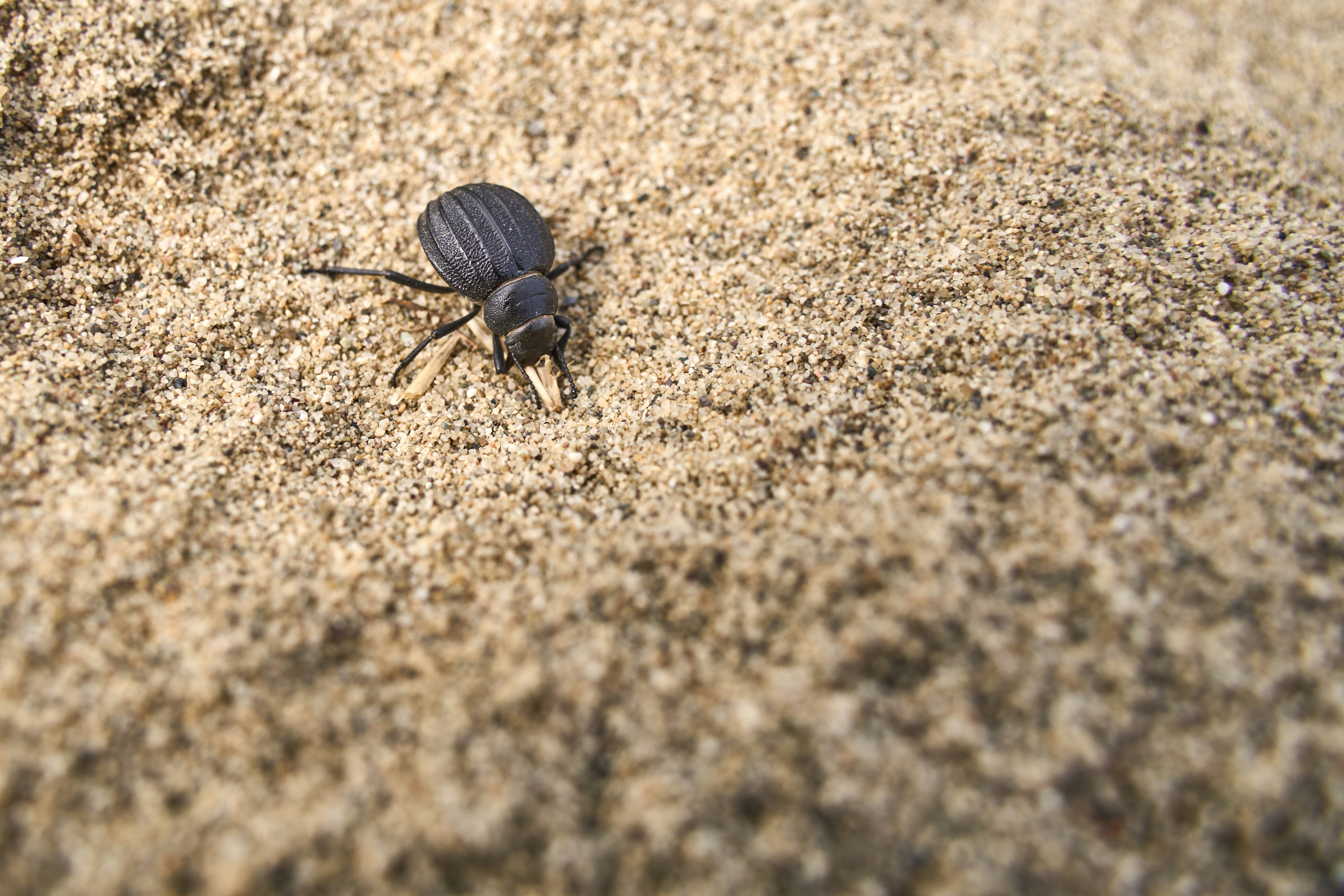 A bug crawling in the sand on a beach photo – Free Insect Image on Unsplash