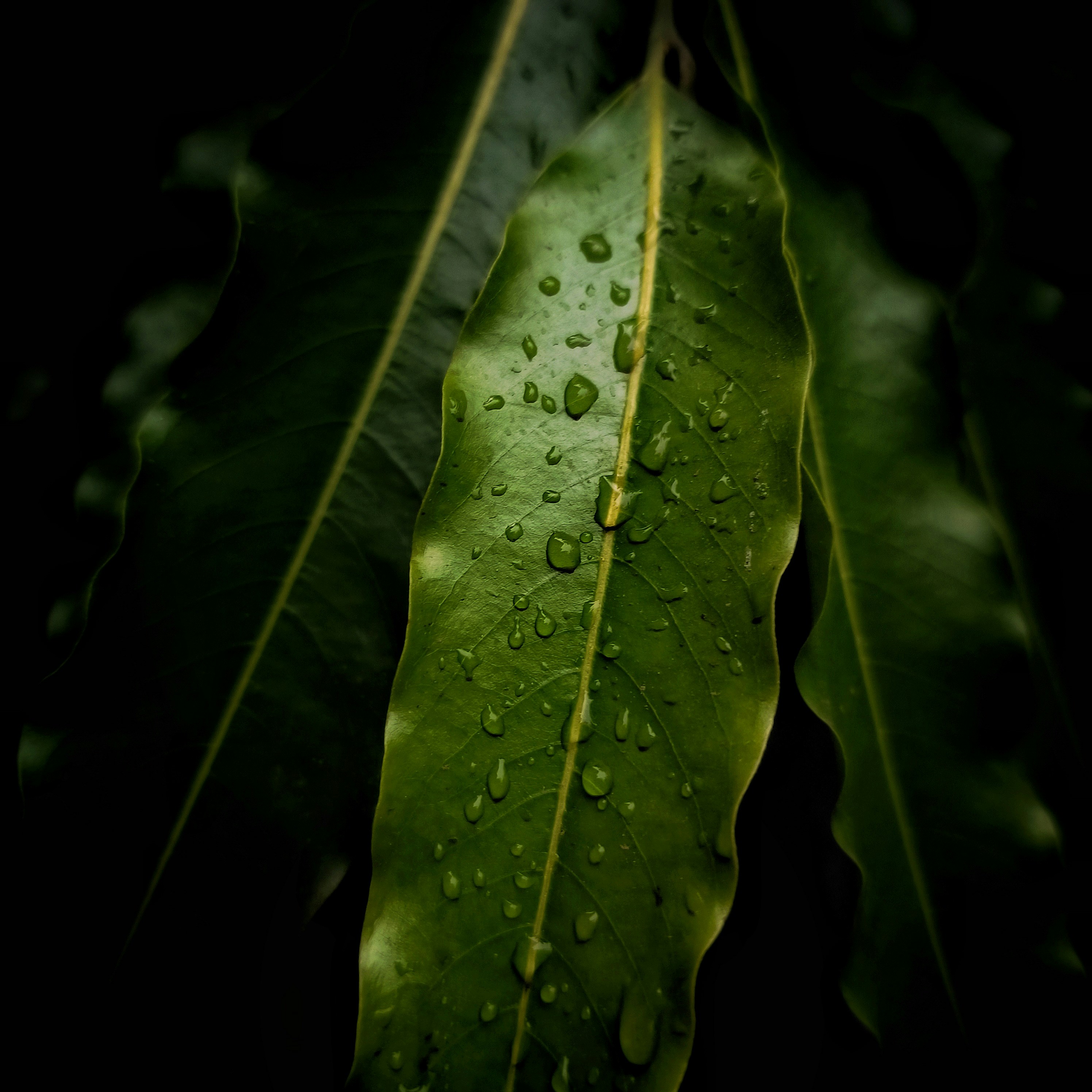 Water droplets on leaf | a green leaf with drops of water on it
