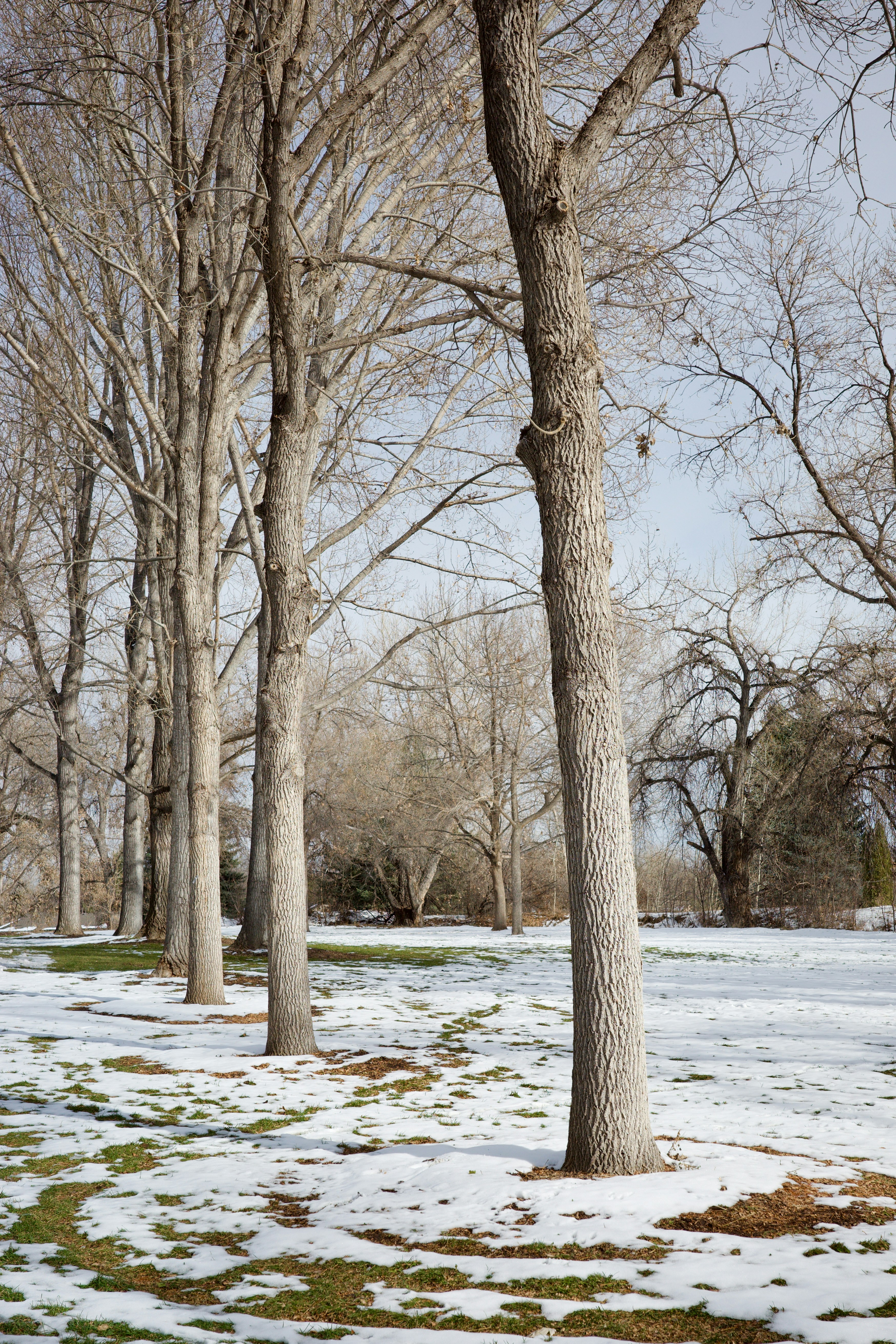 Snow-Kissed Row of Silent Trunks in a Winter Park