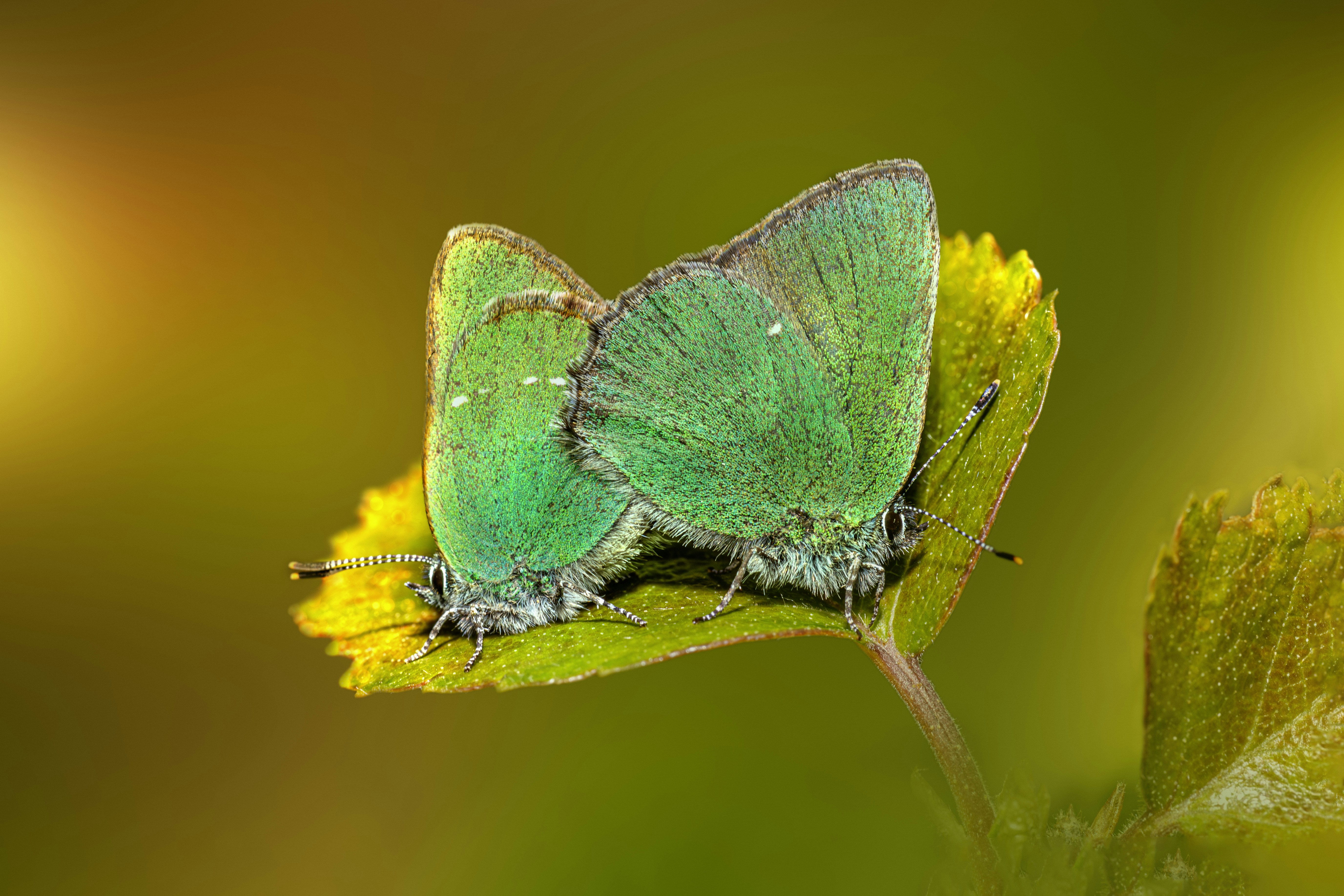 Two green butterflies sitting on top of a leaf photo – Free Green Image ...