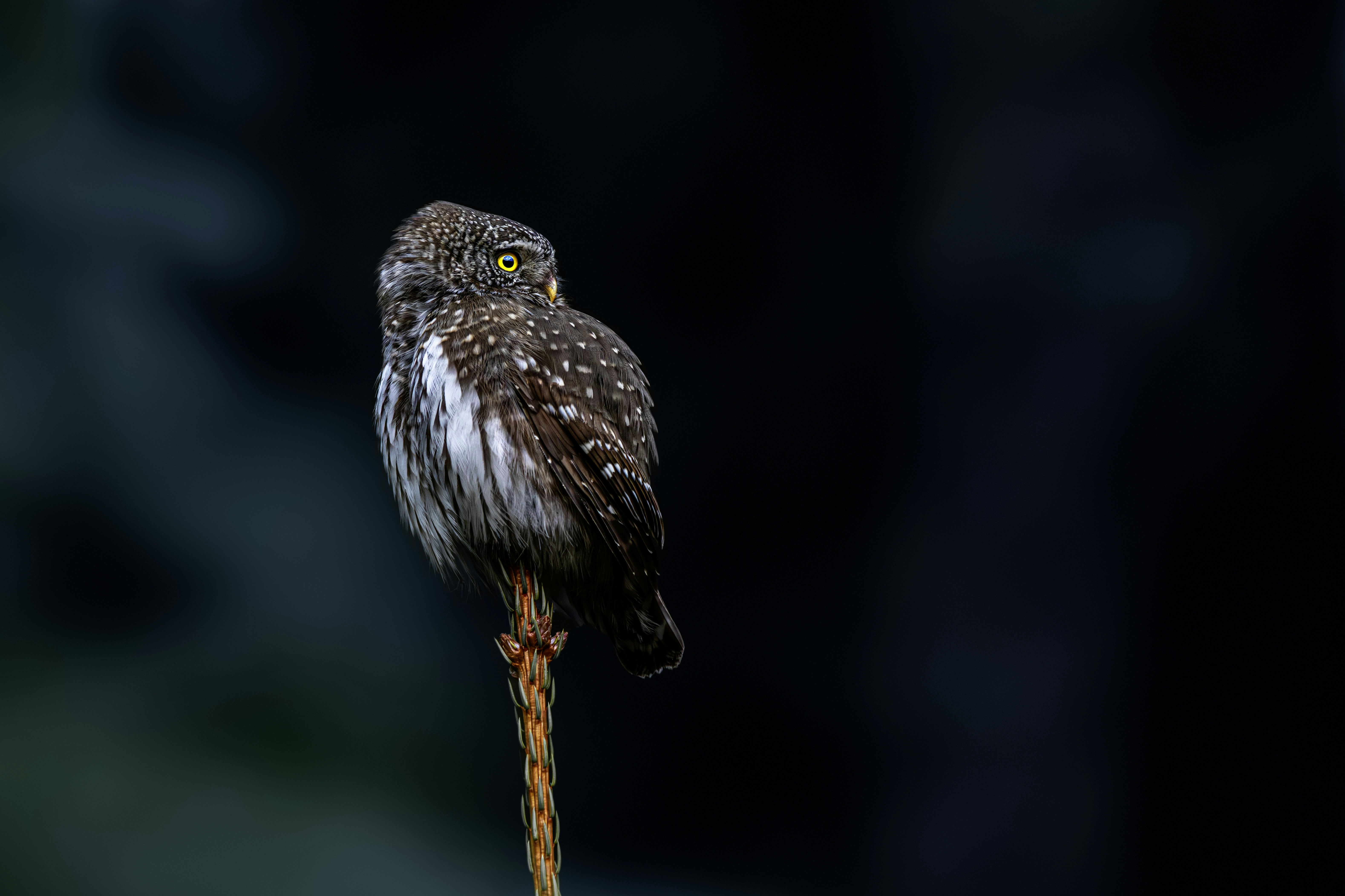 Foto Un pequeño pájaro posado en lo alto de un palo de madera – Imagen ...