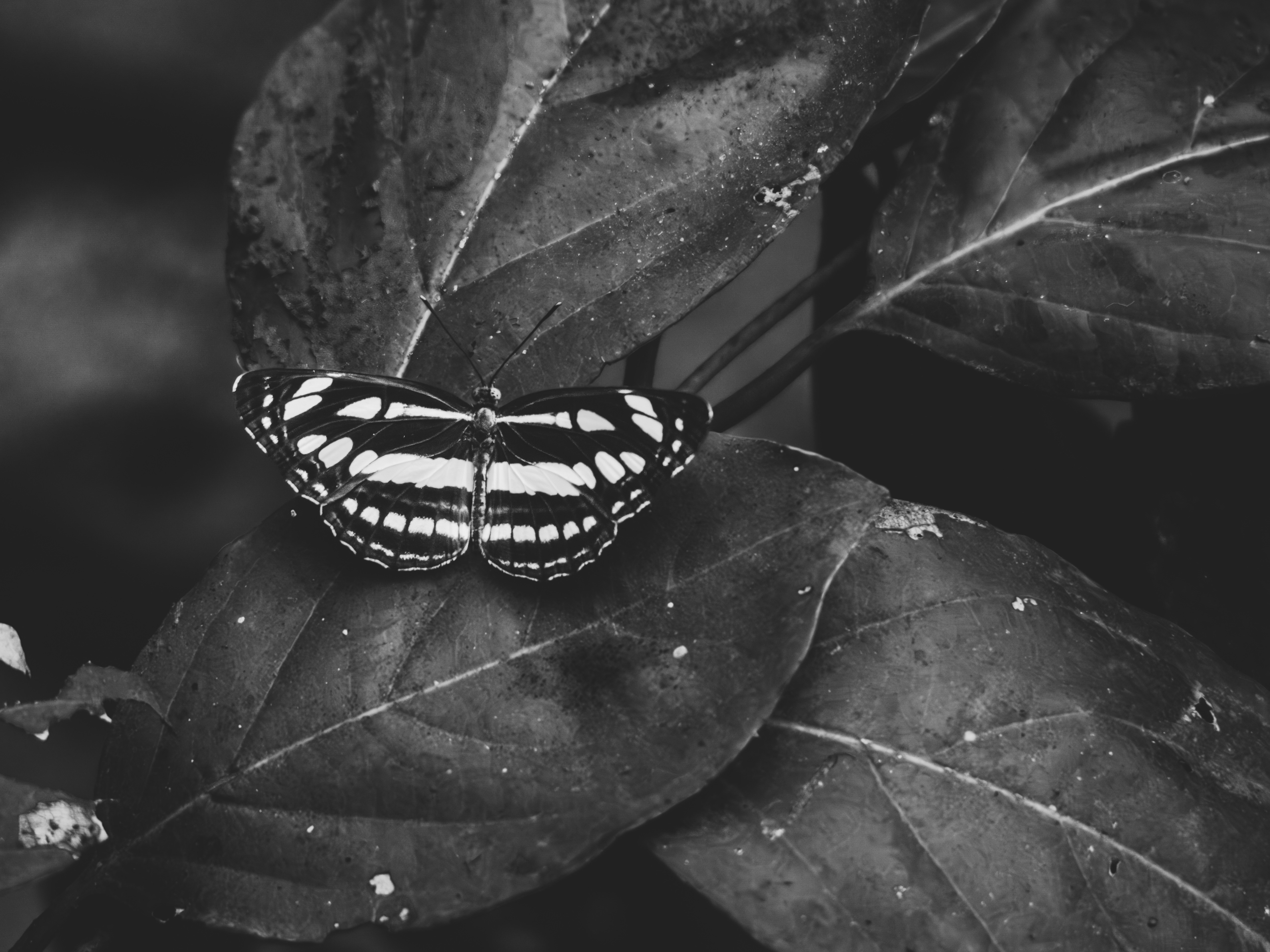Chiaroscuro butterfly resting on a veined leaf