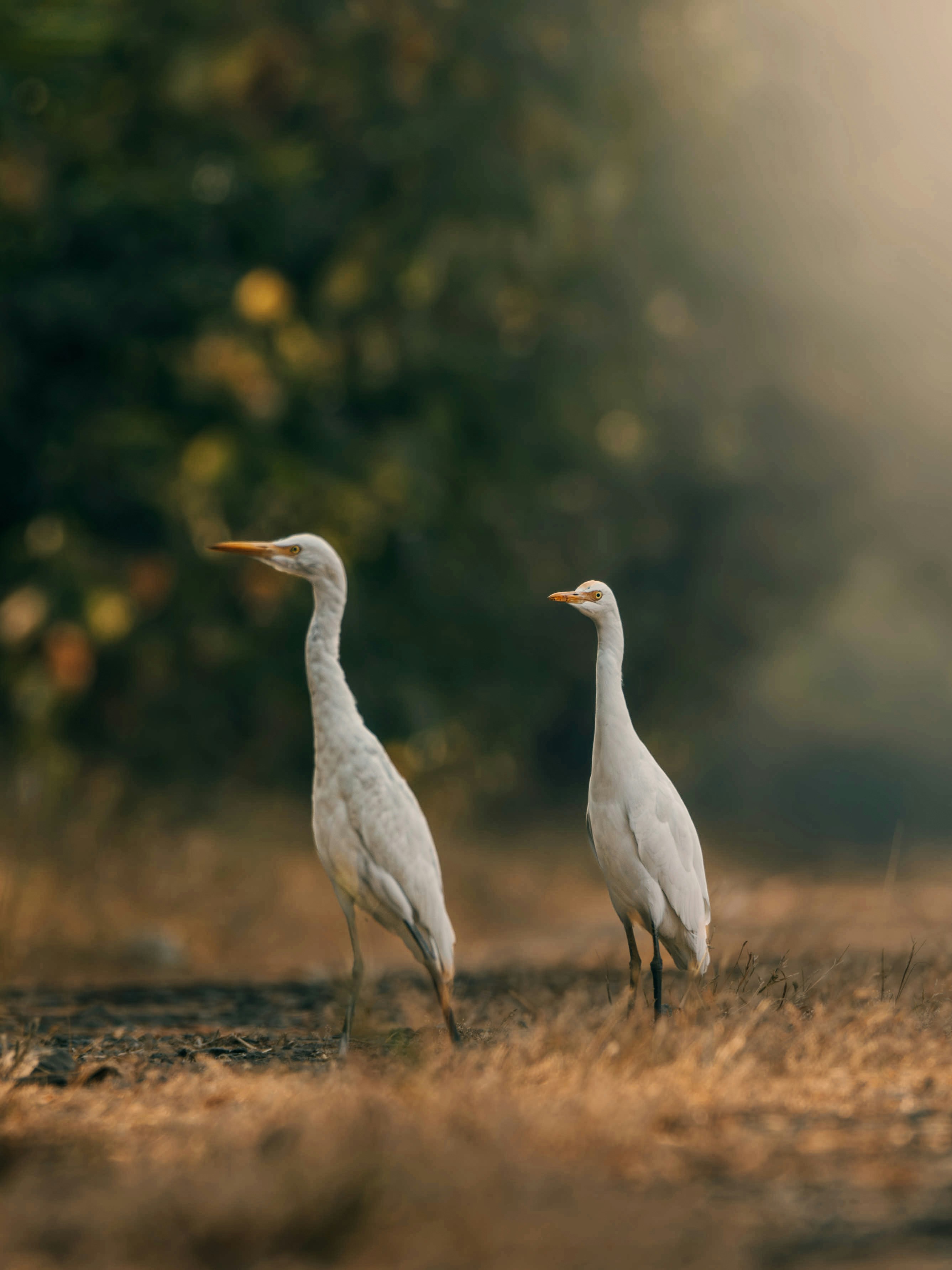 a couple of birds standing on top of a dry grass field