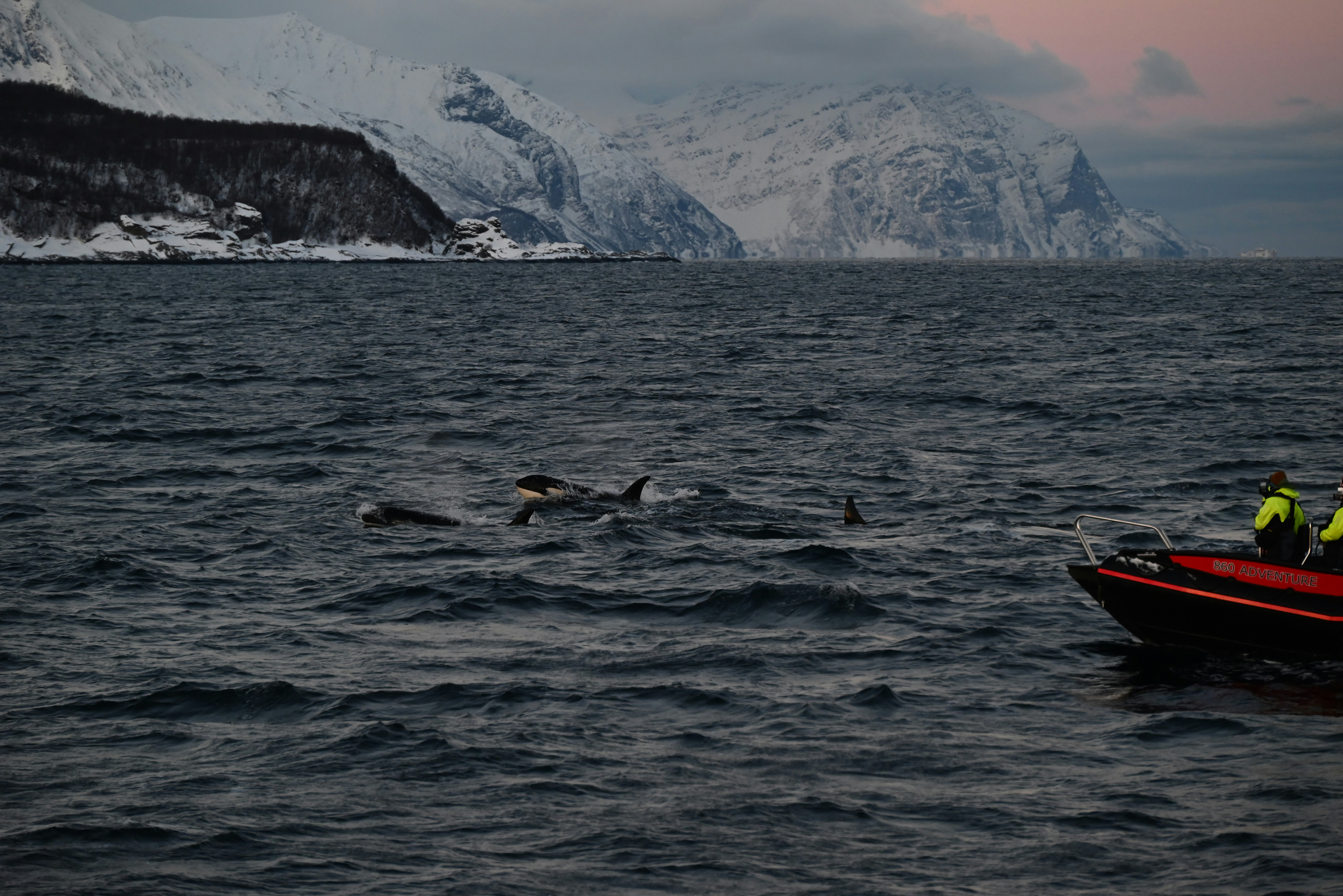 Whale Chorus Near the Ice and a Rescue Boat