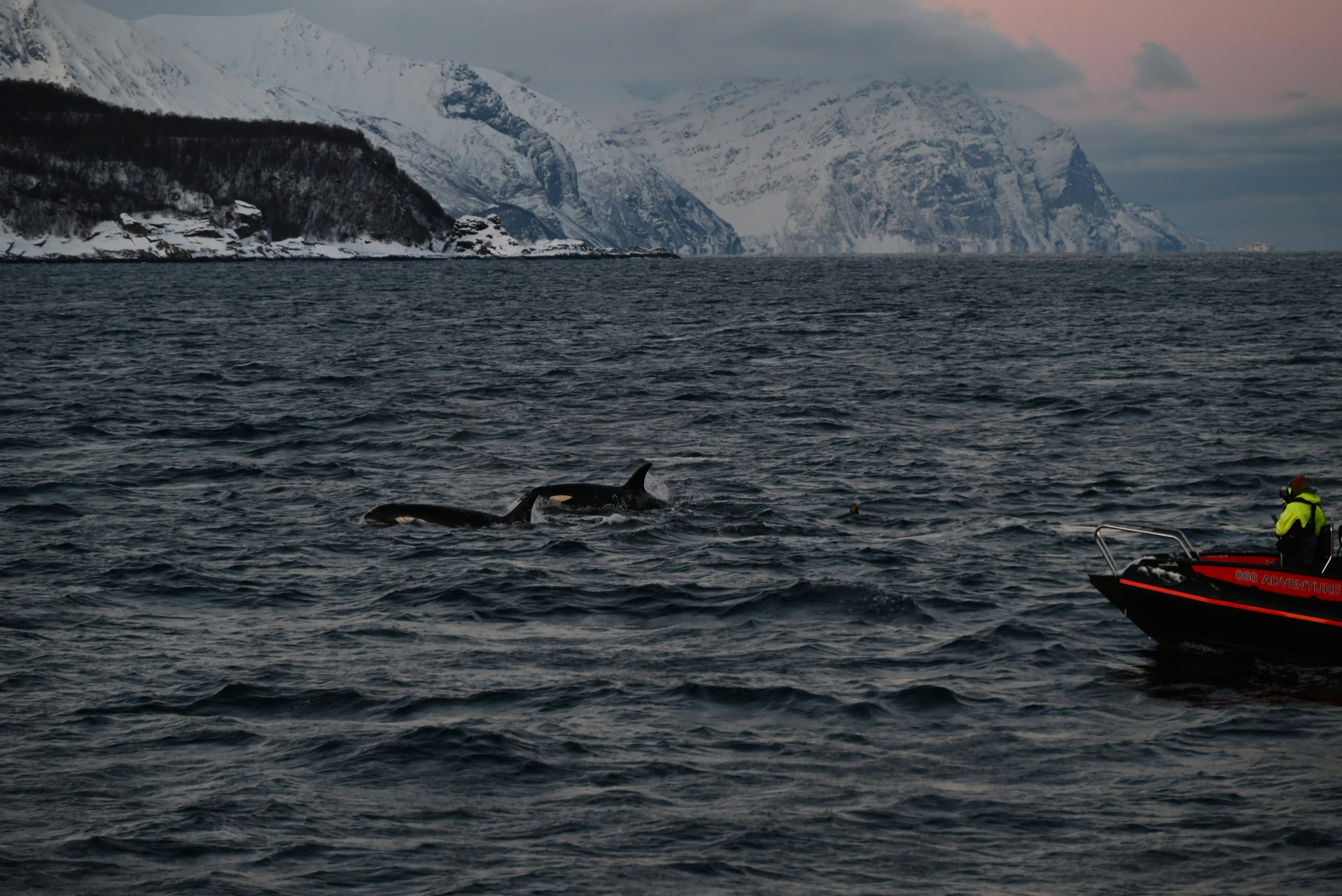 Harbor Rescue: Orca Surfacing as a Rigid Dinghy Braces the Cold