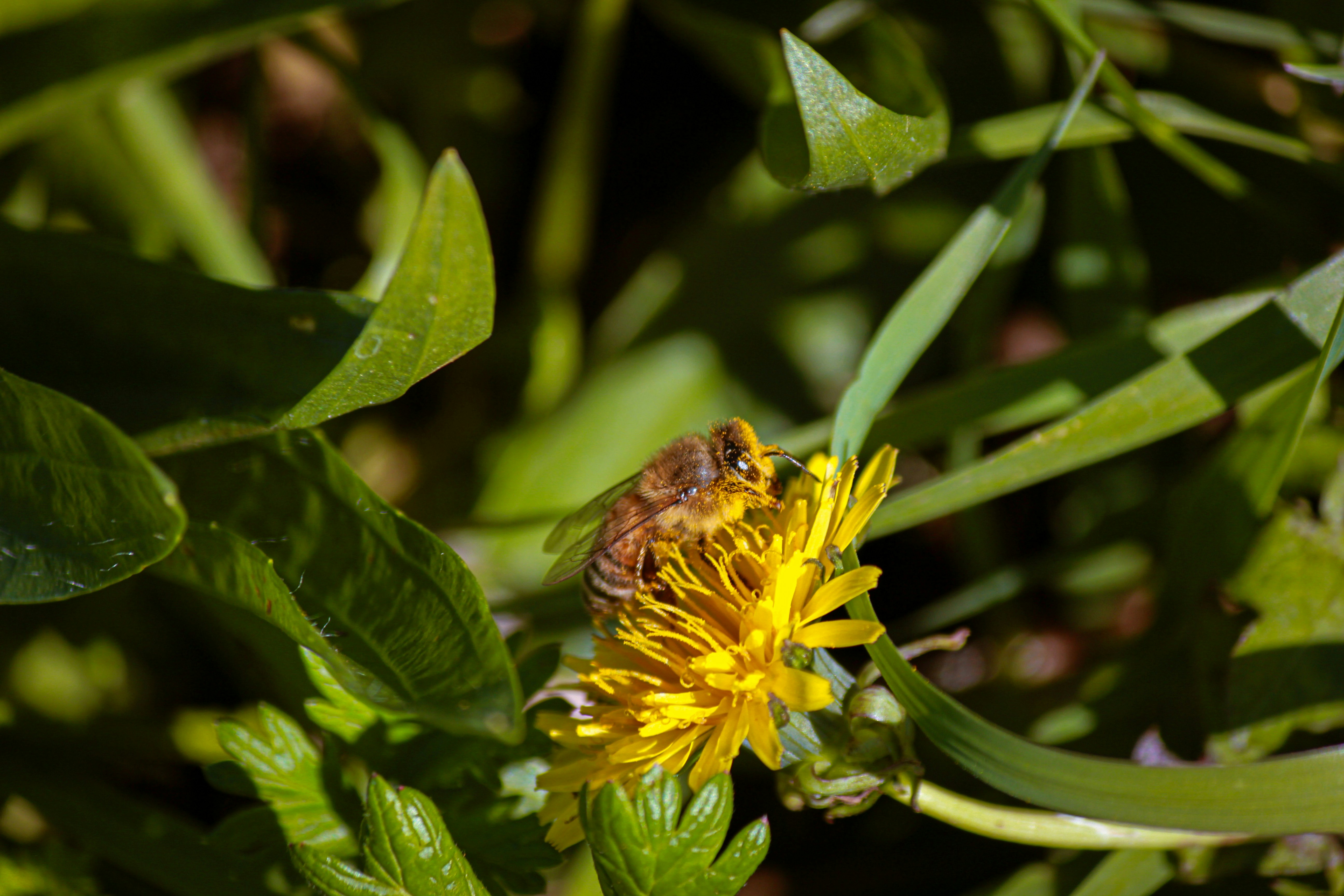 Sunlit Dandelion Rendezvous: A Honeybee Harvests Nectar