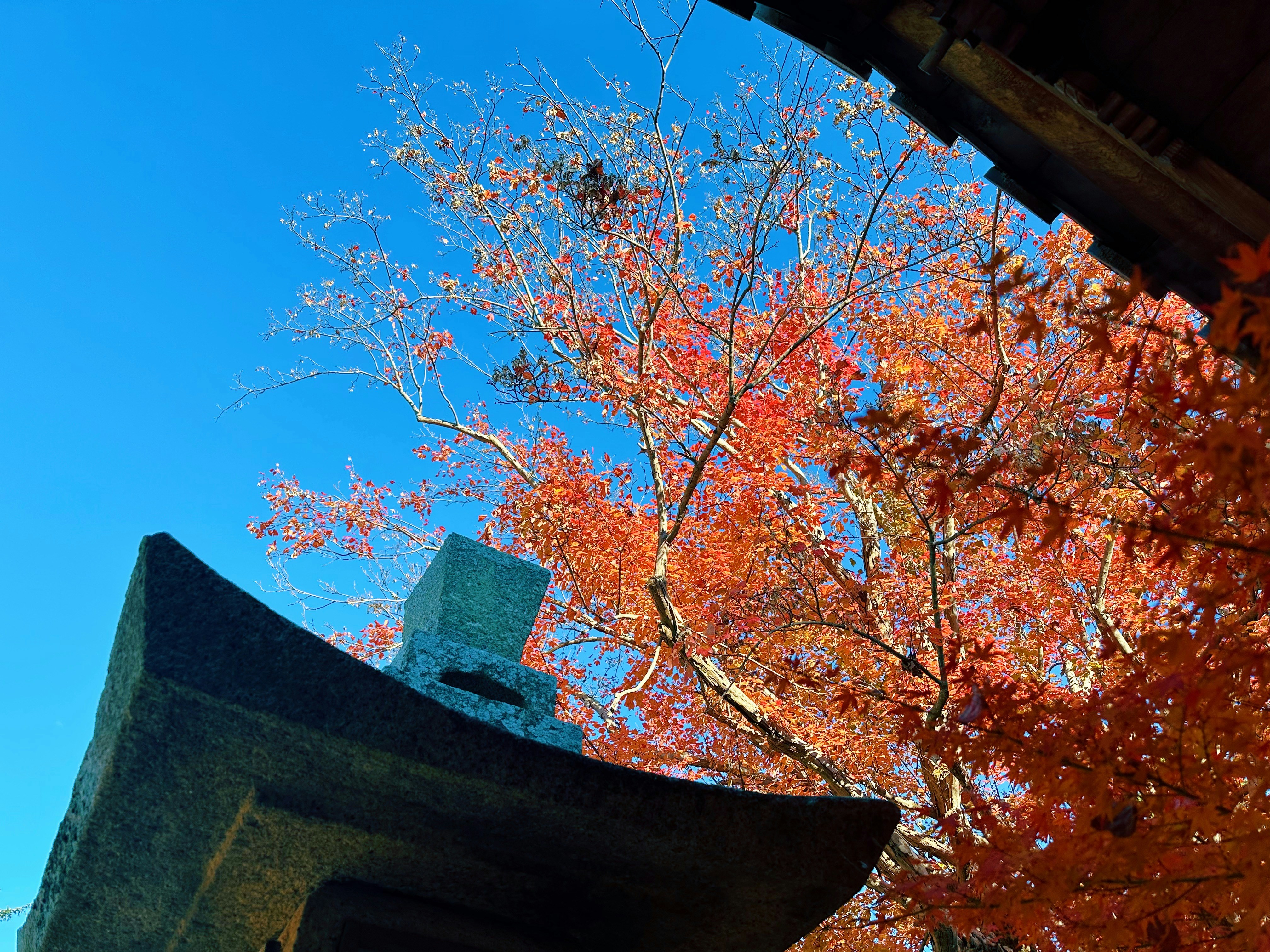 Crimson Canopy Framing the Sky Over a Quiet Rooftop