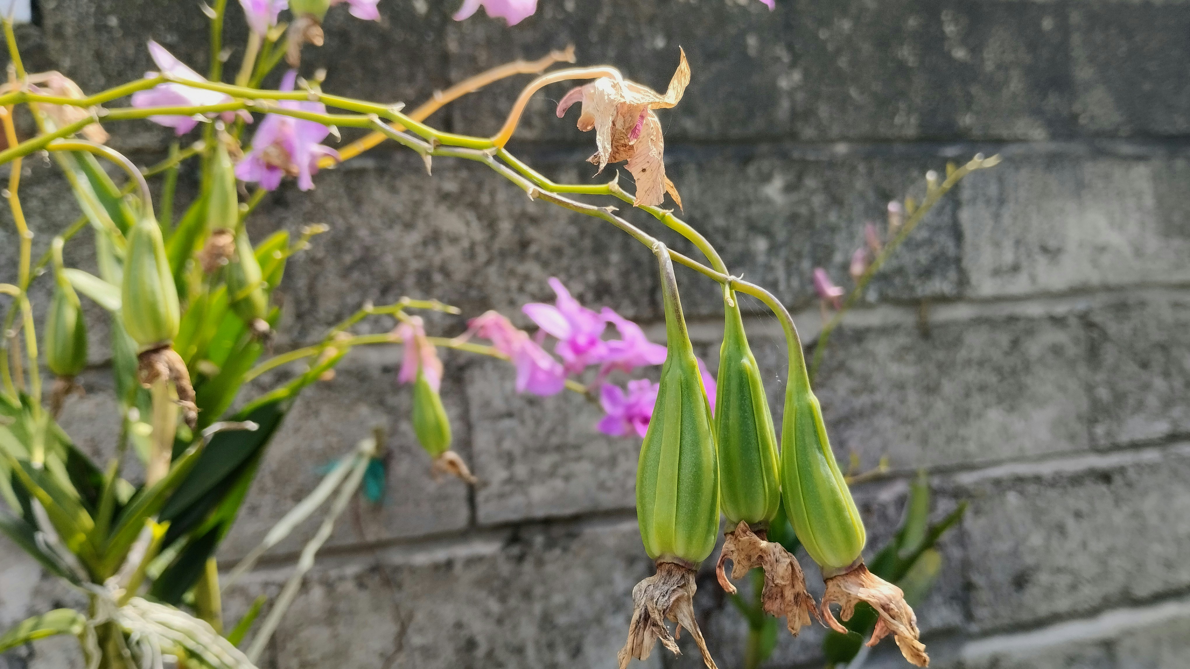 Close-up of green, pointed plant buds with purple blossoms against a weathered concrete wall.
