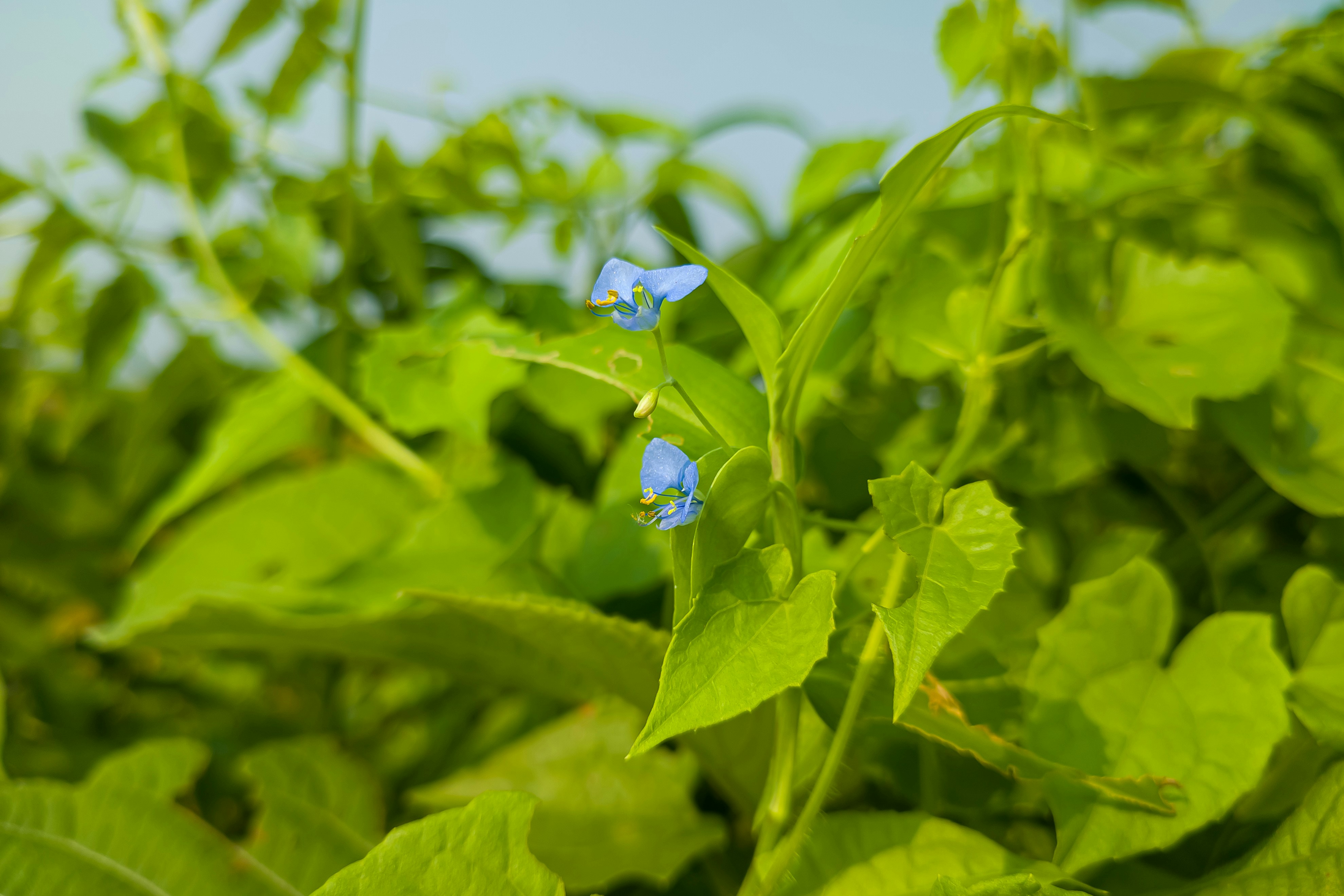 Cobalt Blooms in a Green Veil: Close-Up on Tiny Blue Flowers