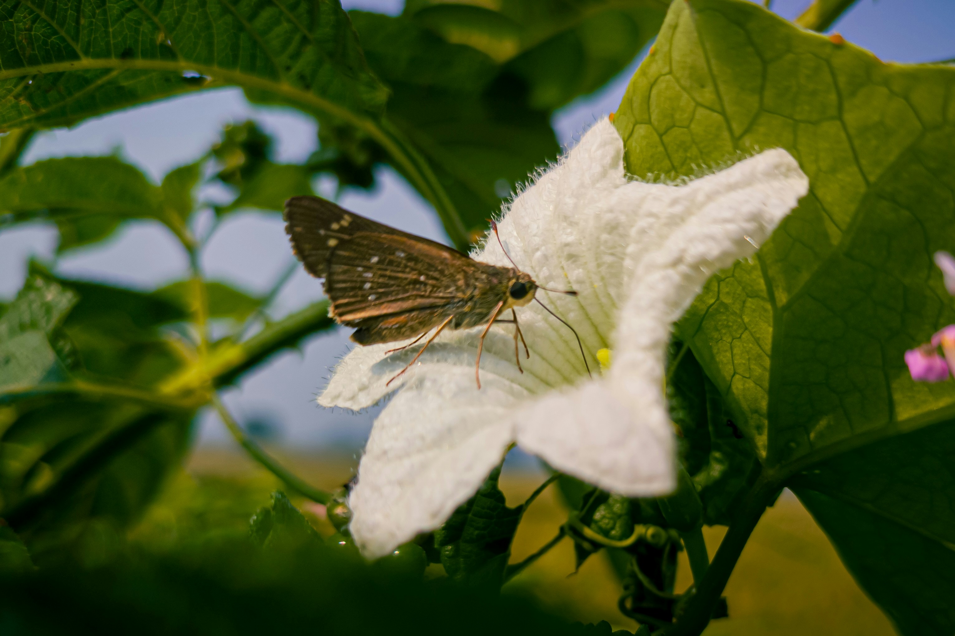 Brown Skipper on a Sunlit White Bloom