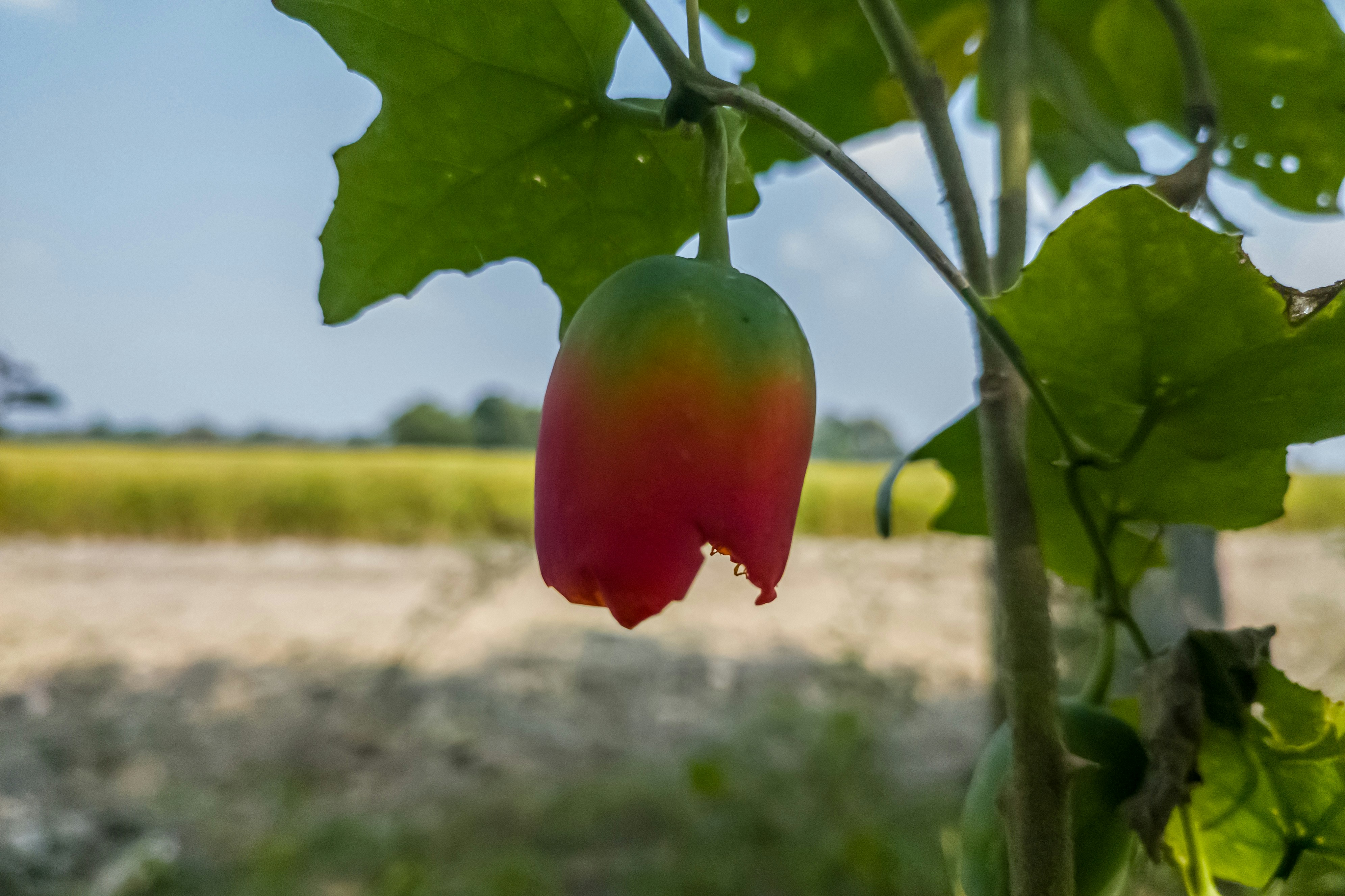 Close-up photograph of a ripening pepper hanging from a vine, its green-to-red gradient sharply in focus. A sunlit rural field blurs into the background.