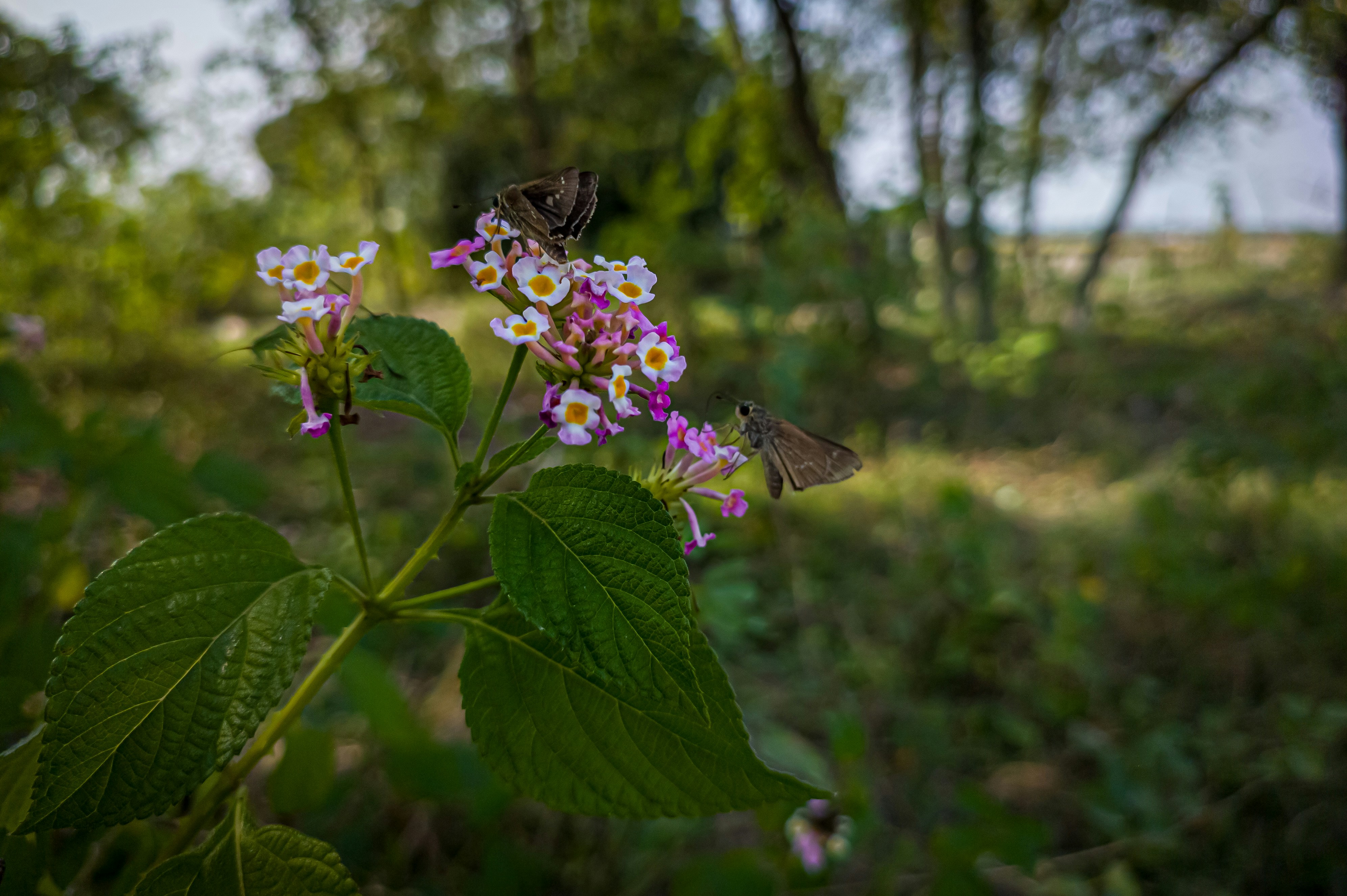 Lantana Chorus: Two Butterflies on a Sun-Dappled Bloom