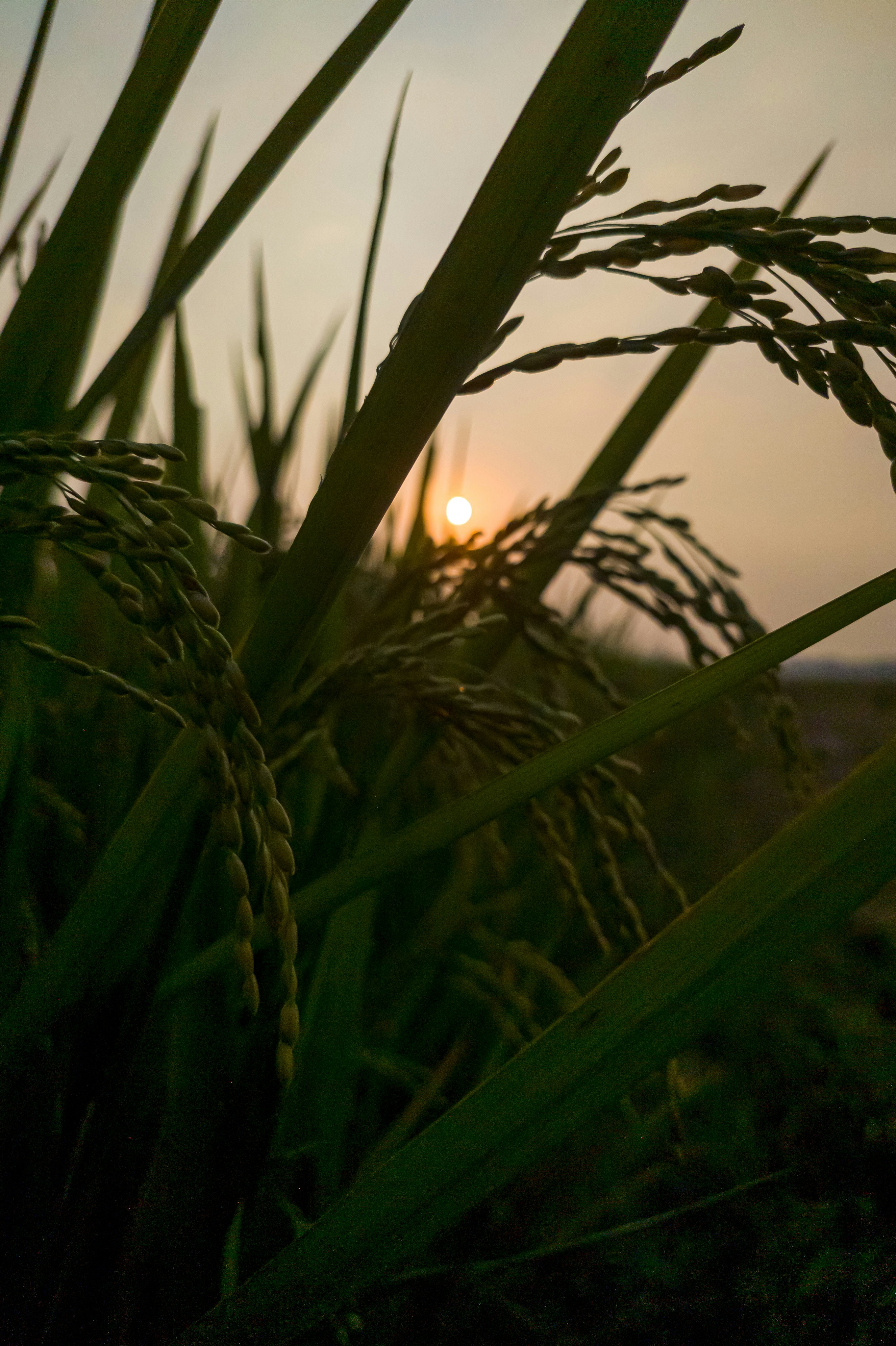 Sunset Silhouette Through Rice Leaves
