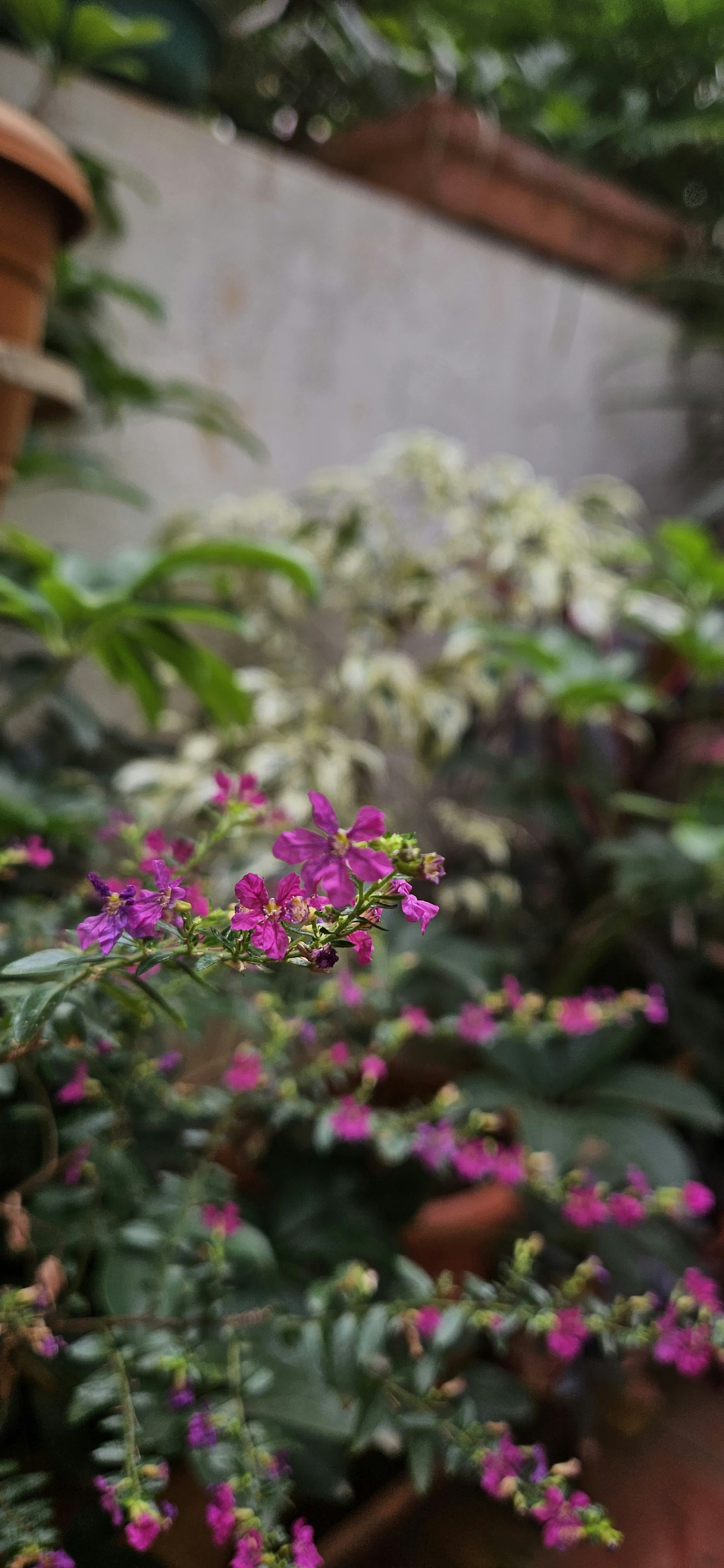Close-up photograph of magenta flowers in a lush terrace garden. Foreground is in sharp focus while the background blooms softly.