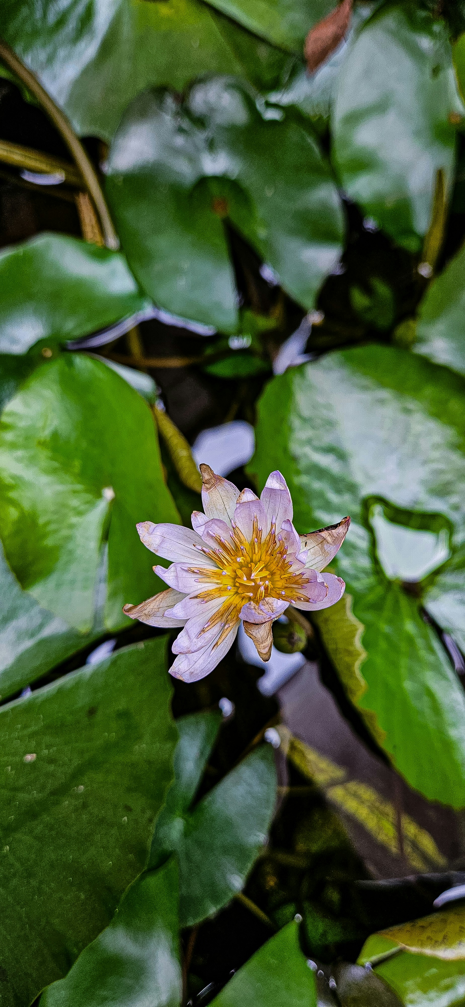 Close-up photograph of a pale pink water lily with a yellow center, surrounded by glossy green lily pads.