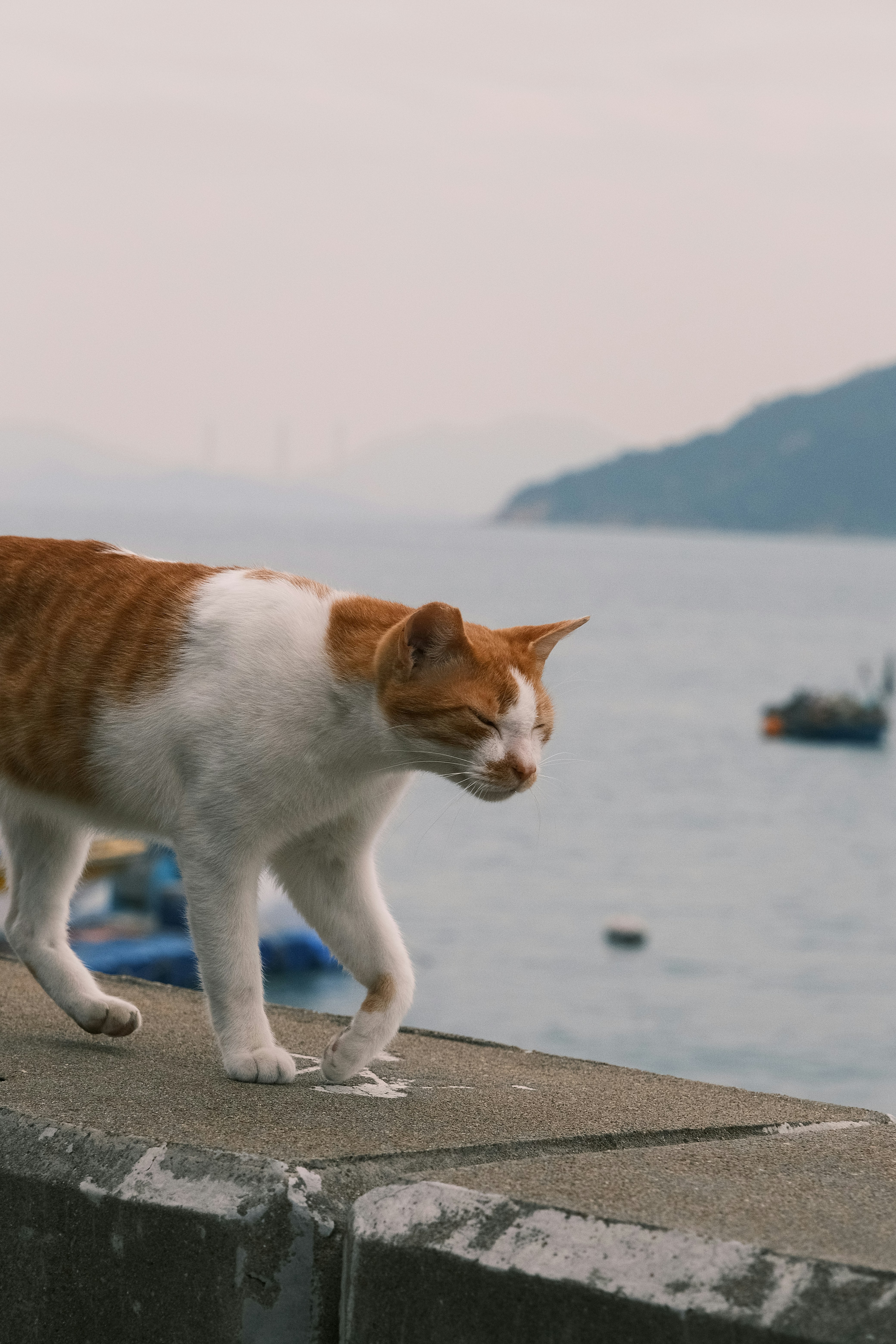 Coastal Stroll: A Cat Balancing on the Breakwater