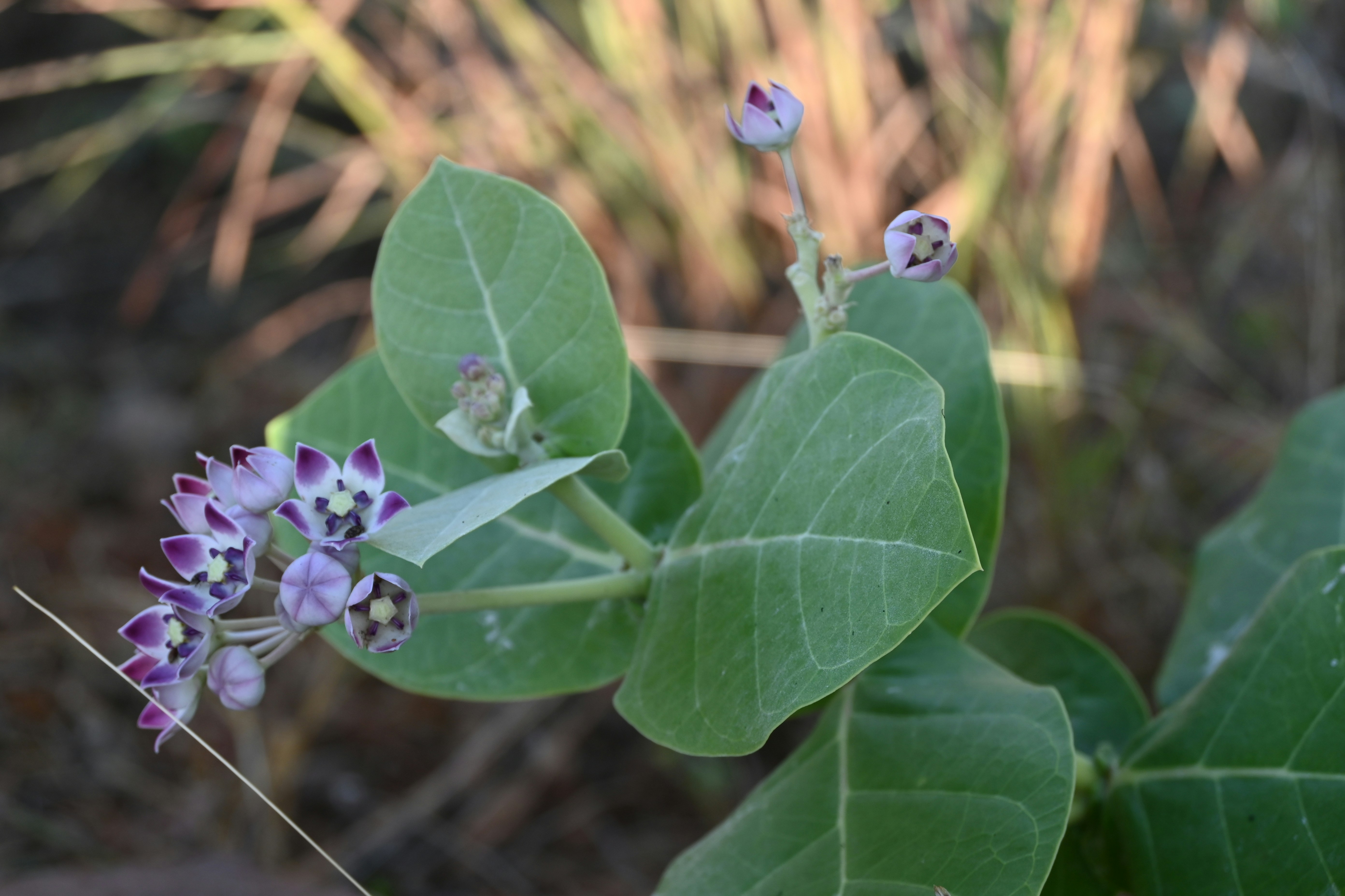 Petite Purple Blooms Nestled in Velvety Green Leaves