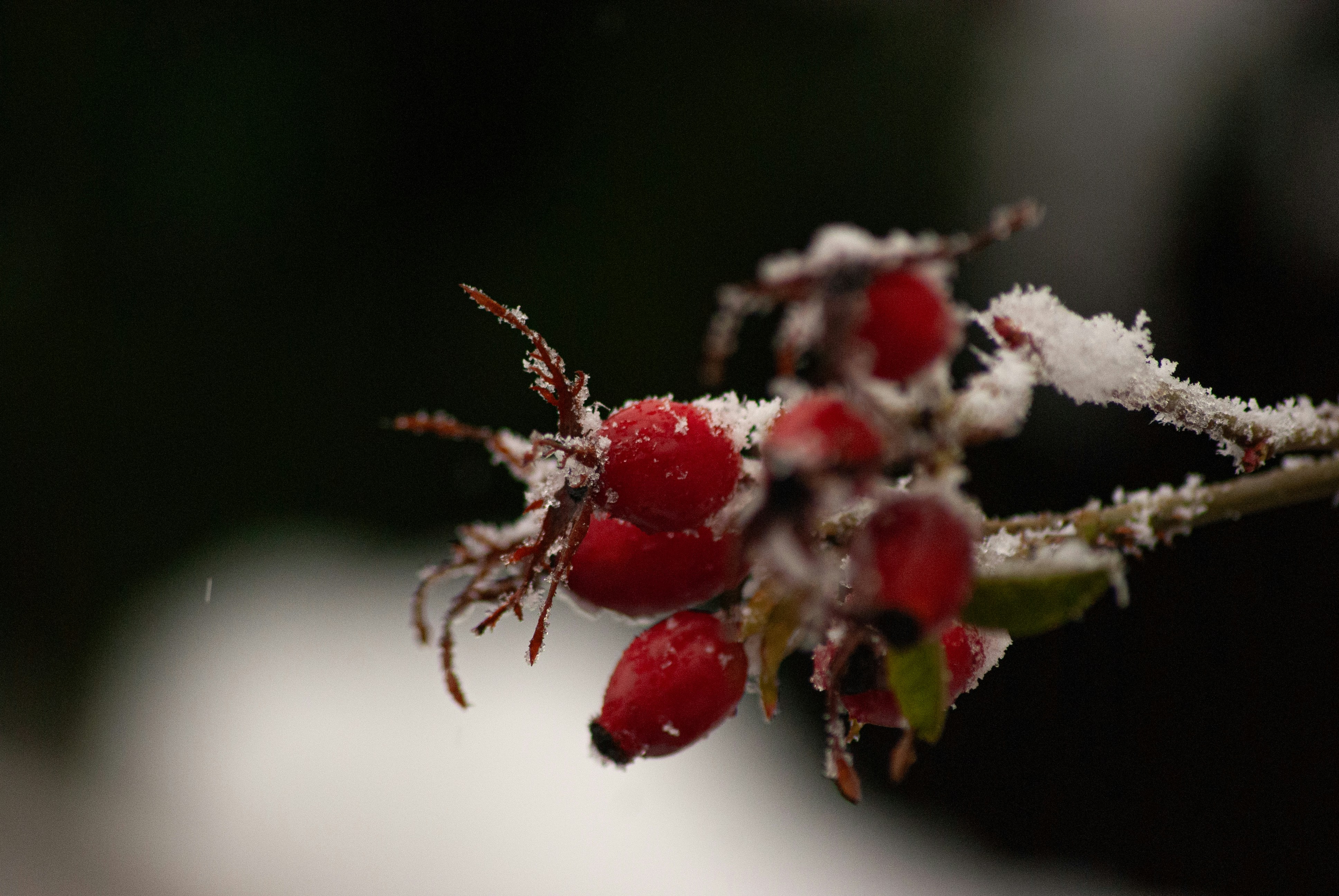 Frost-Kissed Red Berries: A Quiet Winter Close-Up