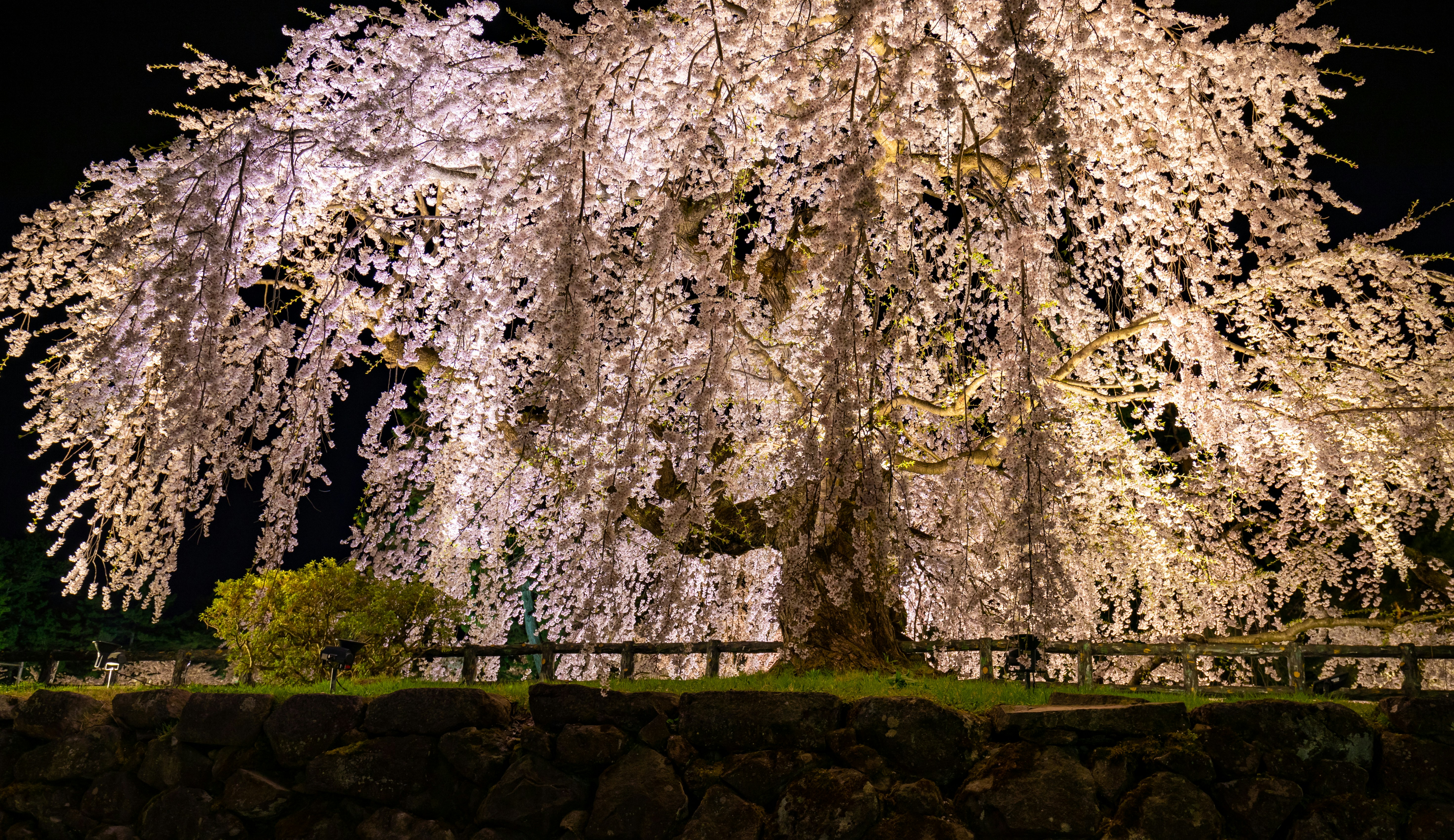 Moonlit Weeping Sakura Drapes a Stone Wall