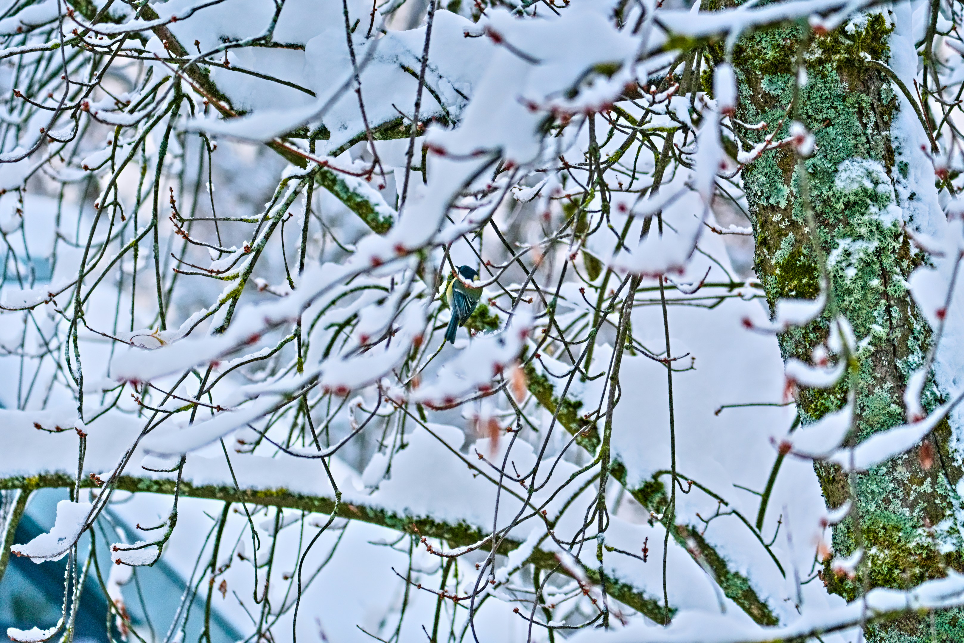 Winter Lattice: Snow-Glazed Twigs in a Quiet Morning