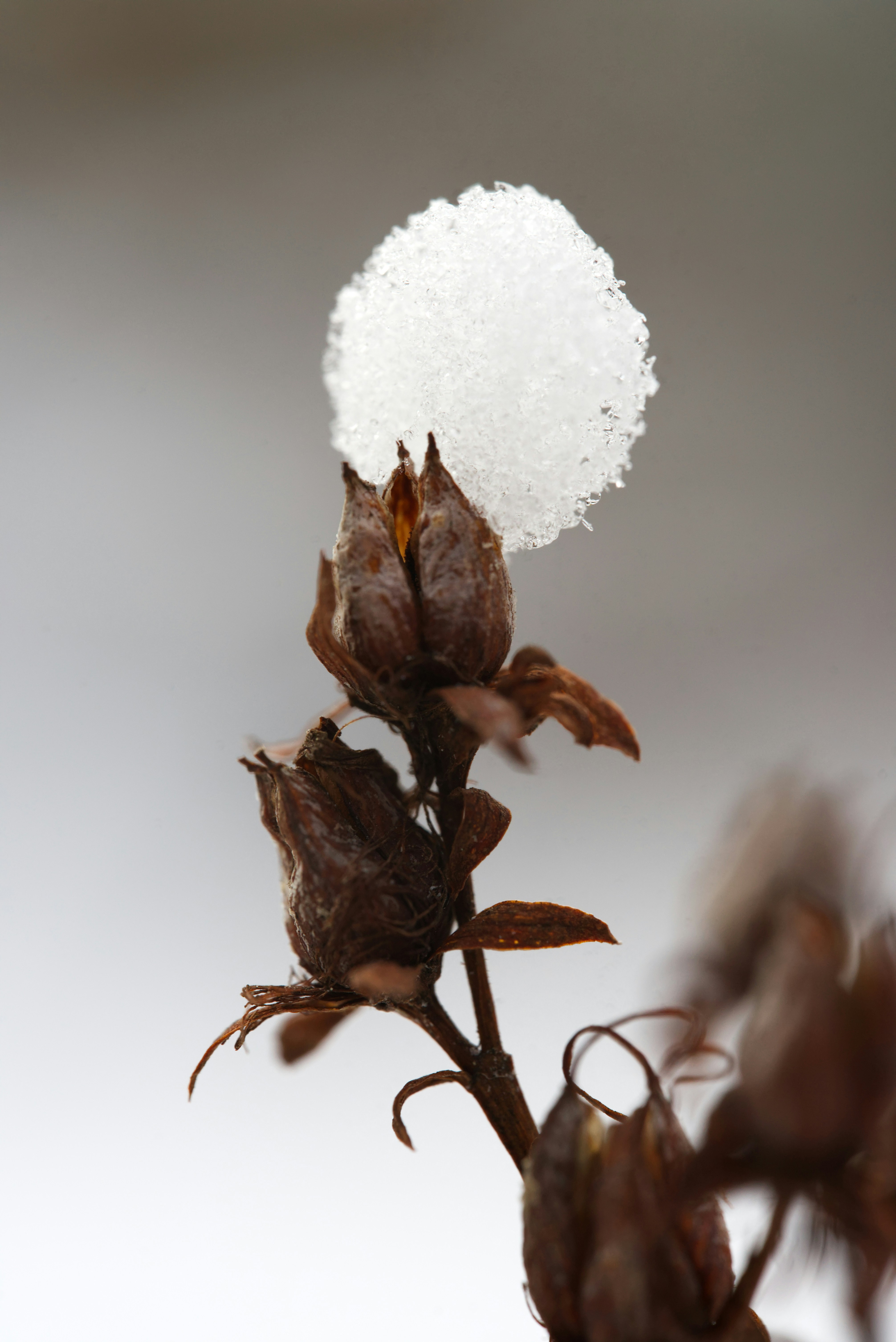 Snow Crown on a Withered Branch