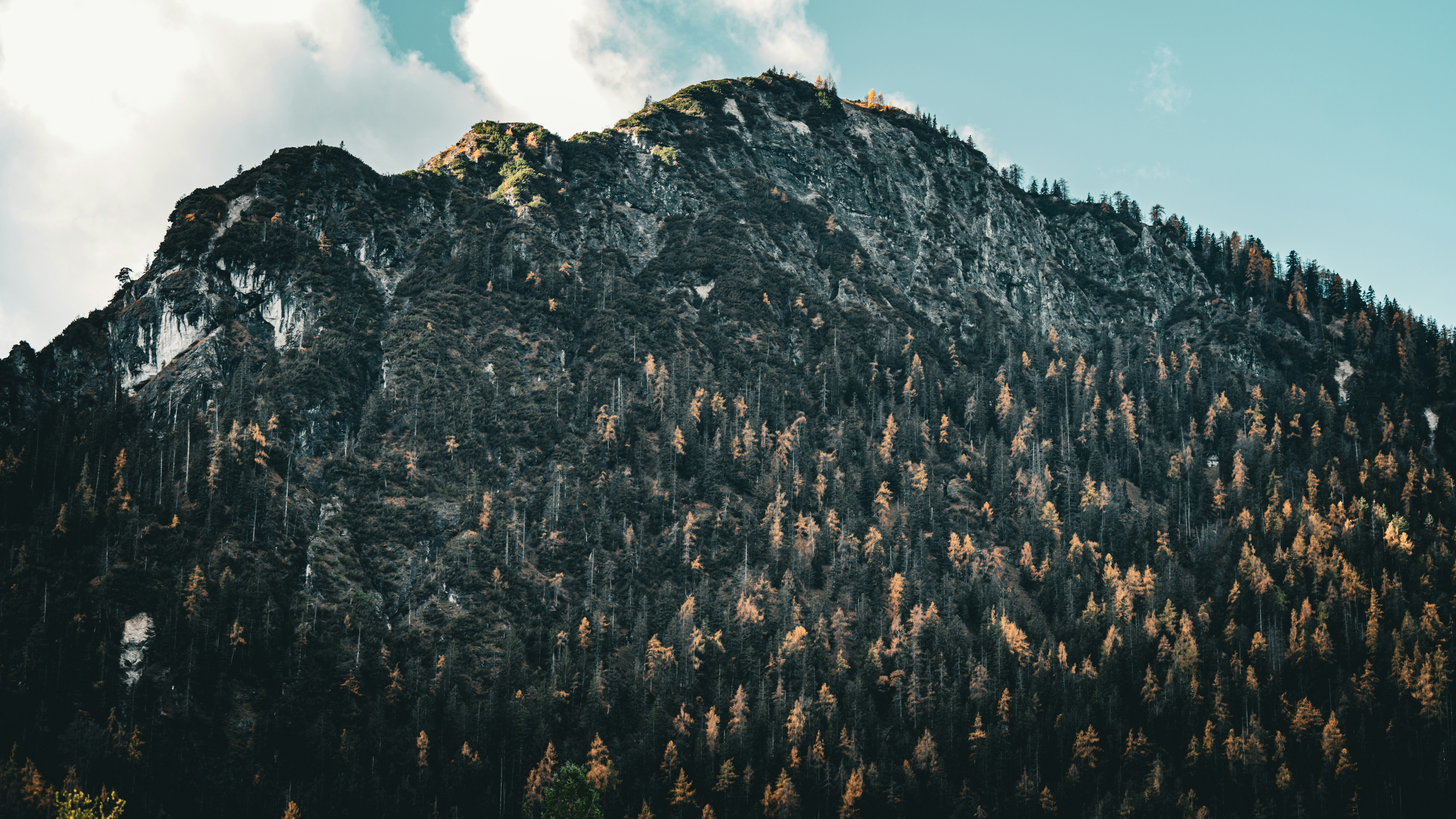 Autumn’s Edge: A Pine-Cloaked Alpine Ridge Under a Clear Sky