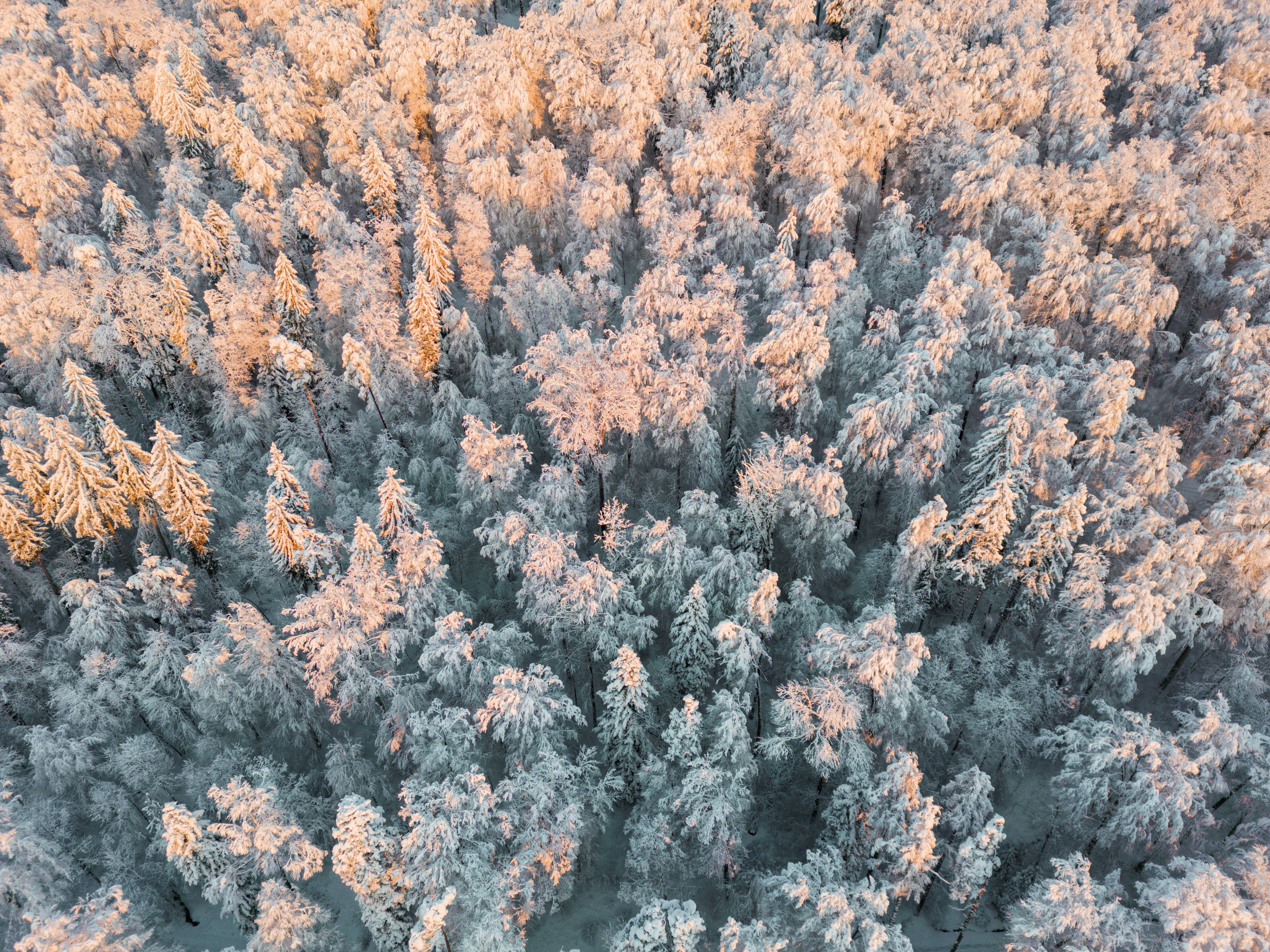 A large group of trees covered in snow photo – Free Forest Image on ...