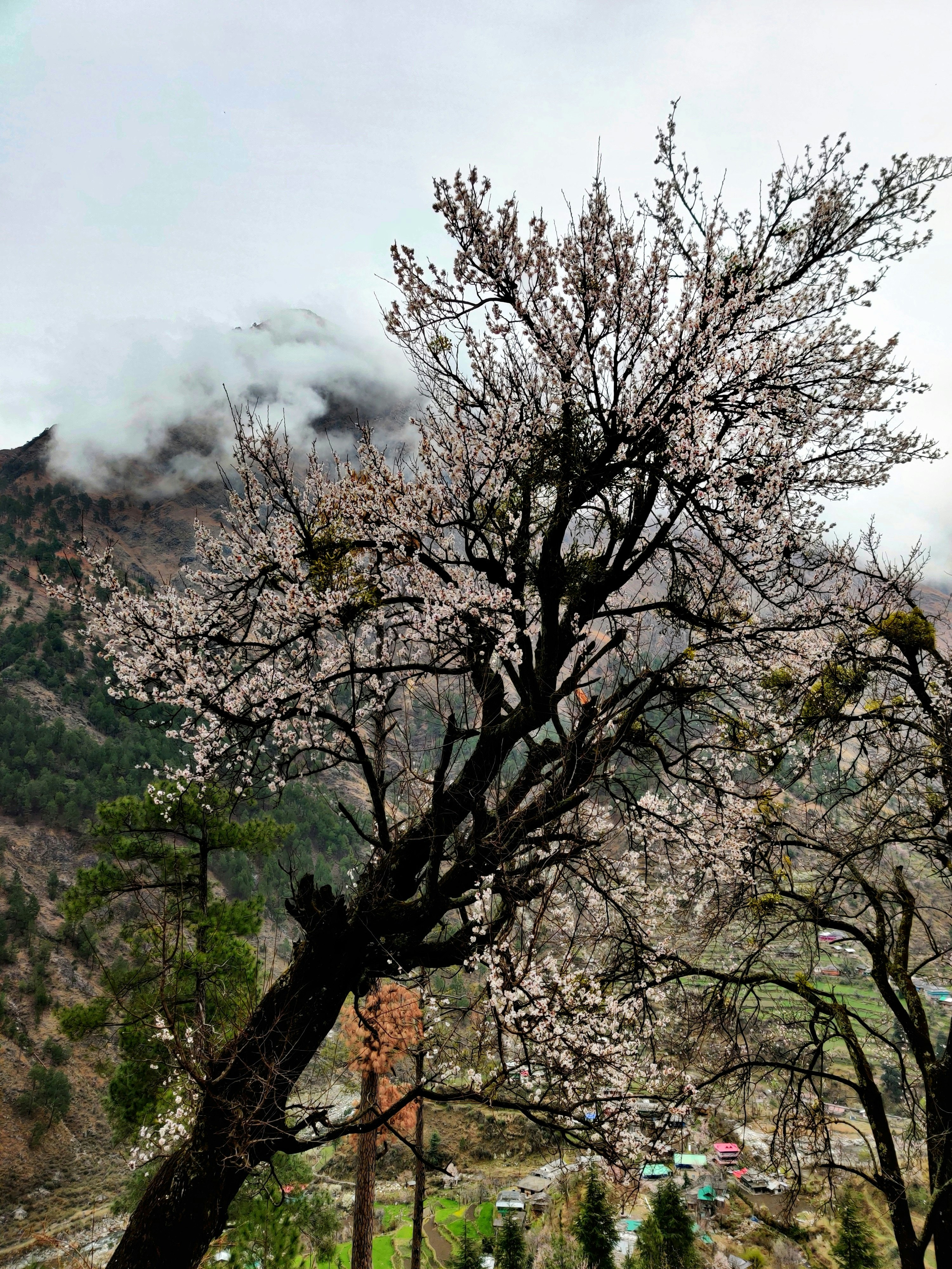 Blossom Veil: A Gnarled Cherry Over a Valley of Mist