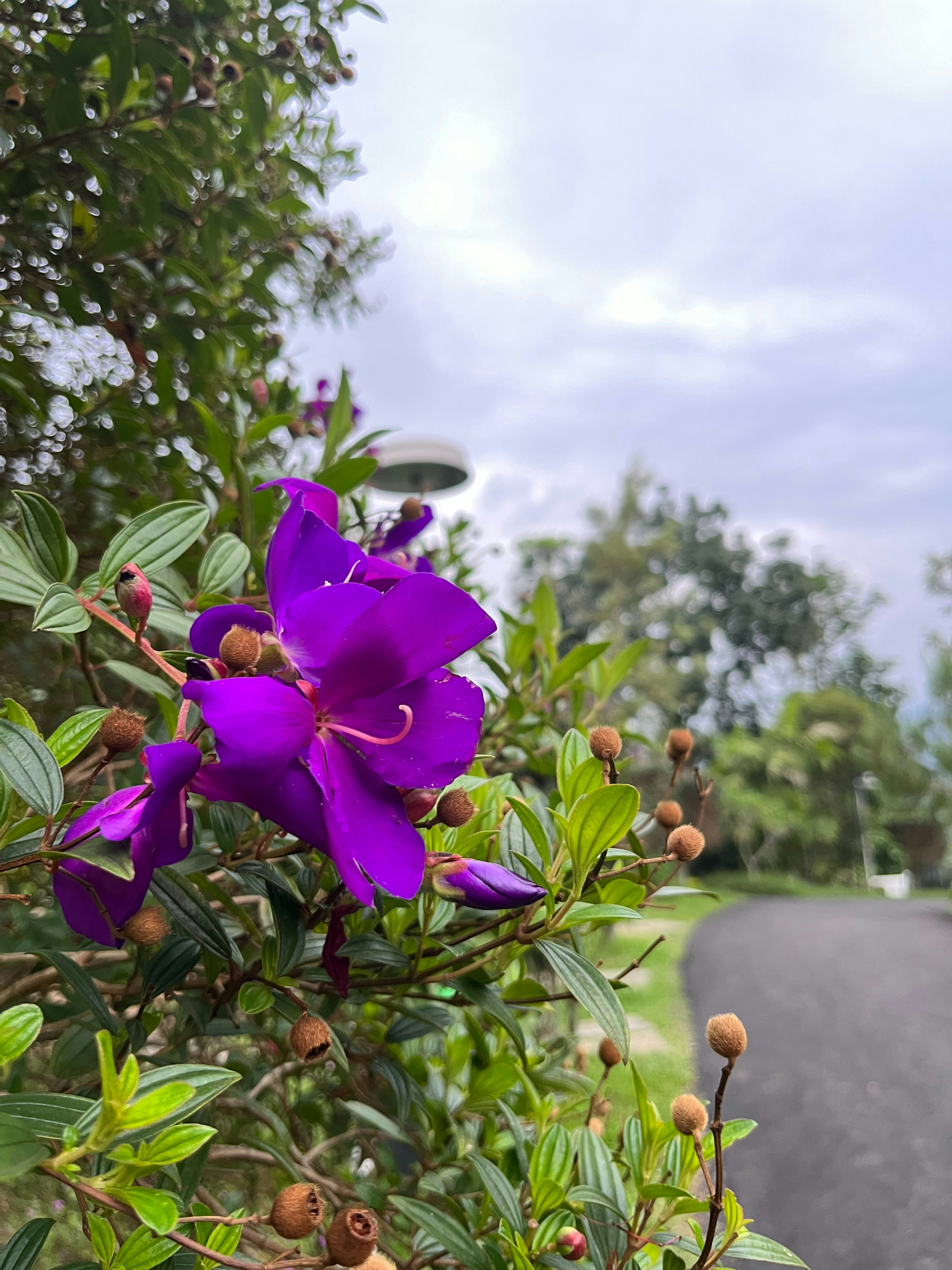 Violet Bloom at the Edge of a Quiet Garden Path