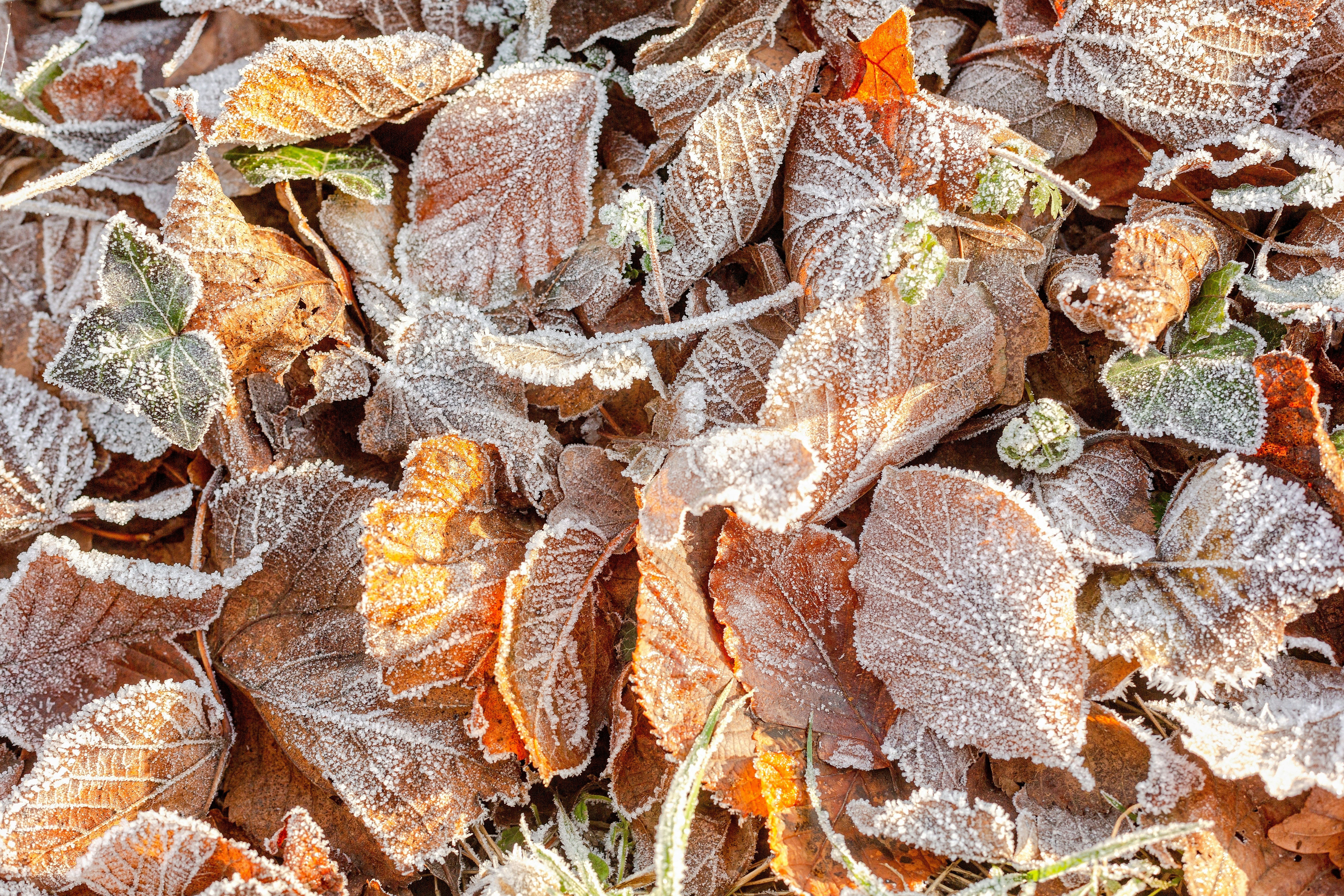 Frost covered, sunlit, autumnal leaves on the ground.