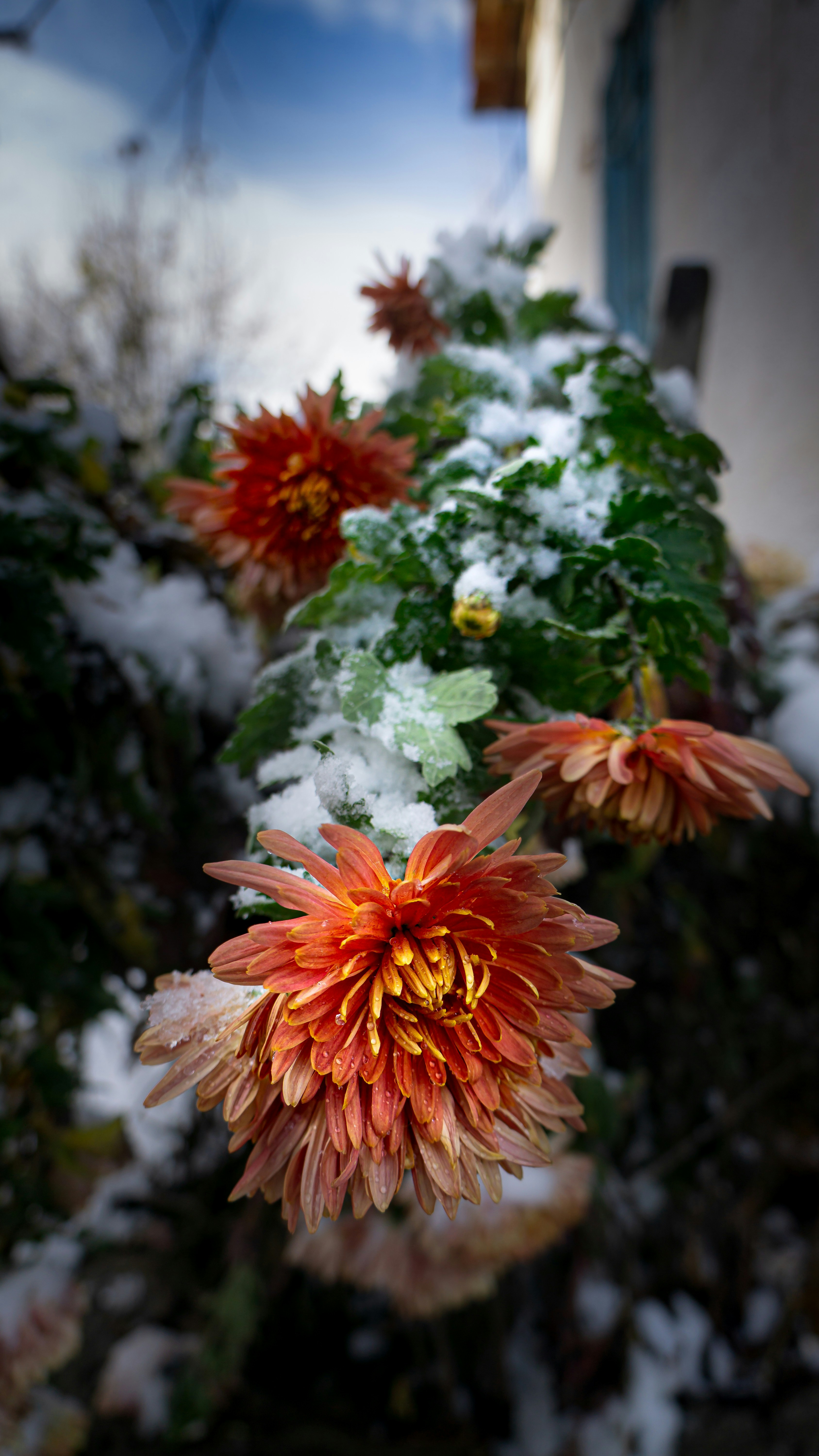 Frost-Kissed Fire: Close-Up Chrysanthemums Braving Winter Snow
