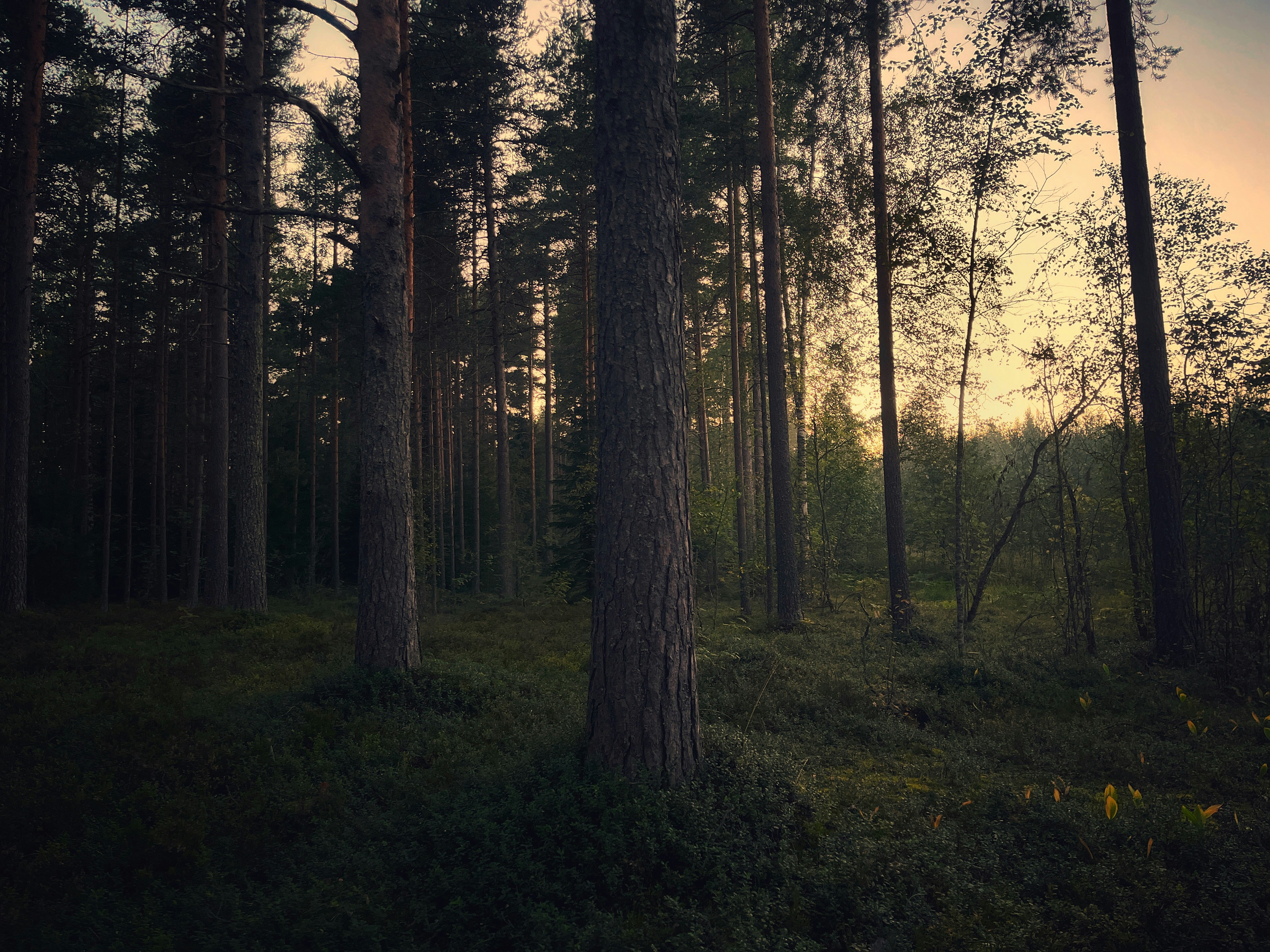 A forest filled with lots of tall trees photo – Free Forest Image on ...