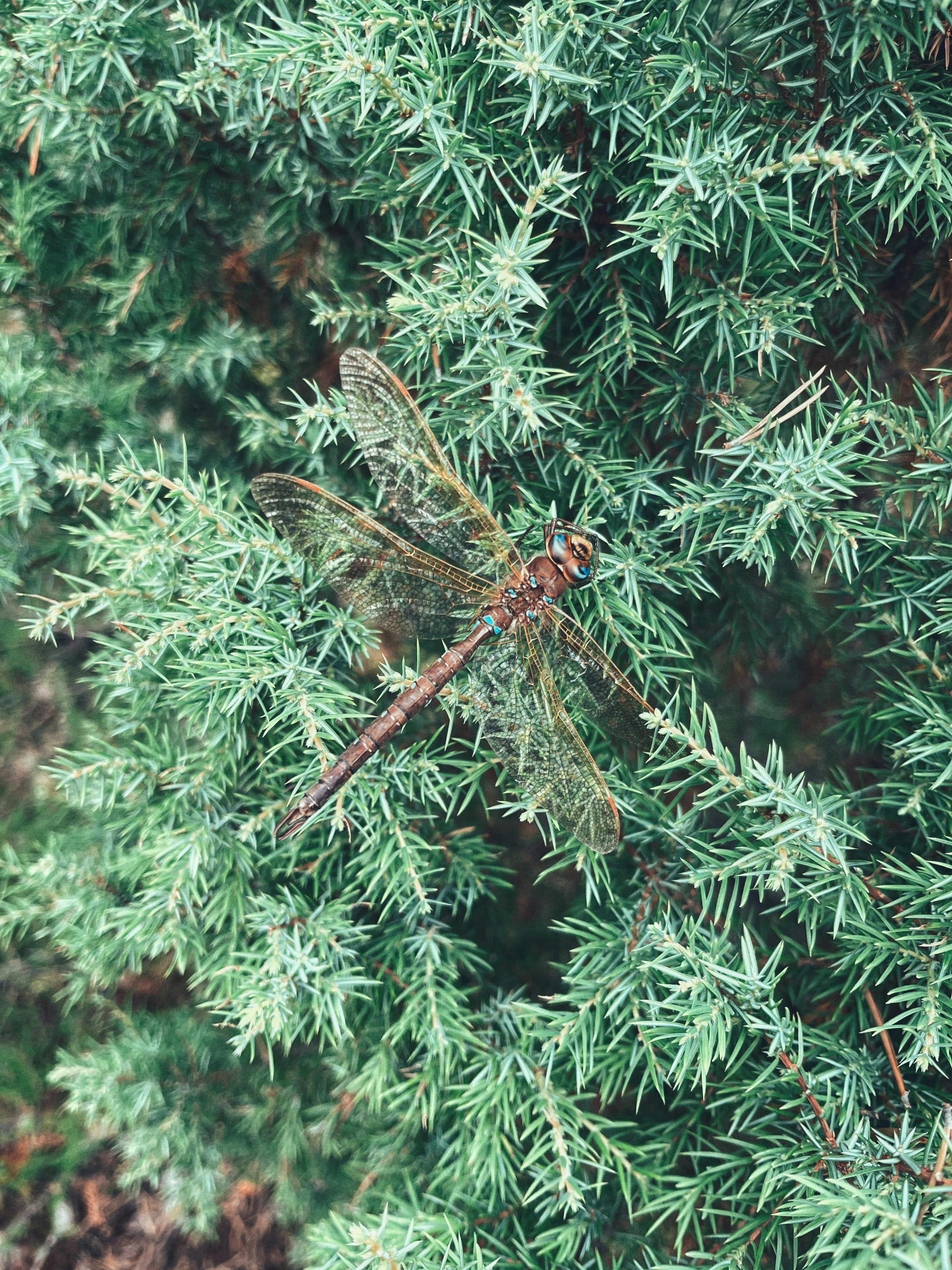 Dragonfly on Evergreen Lace: Close-Up Among Needle-Like Pines
