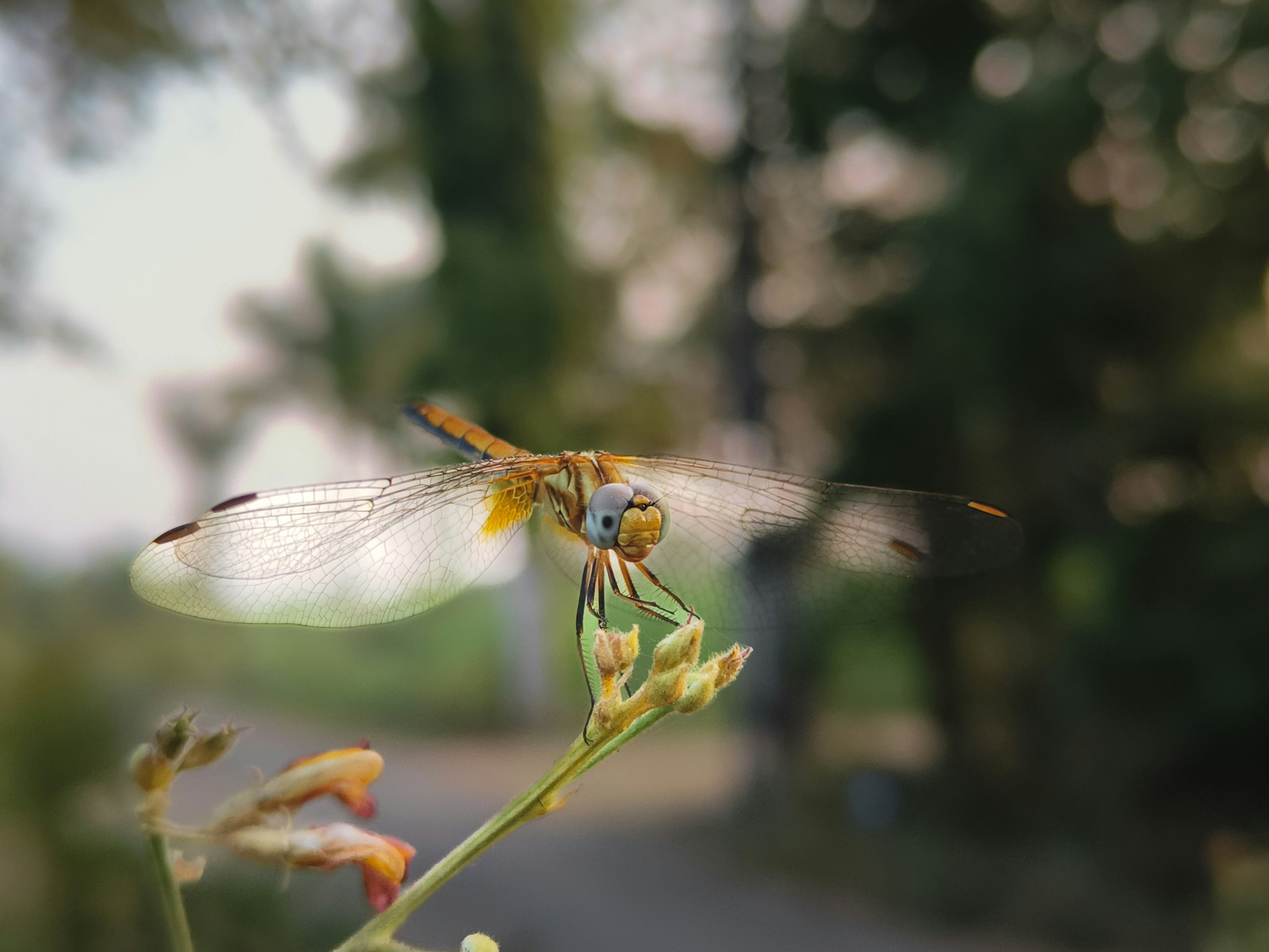 Sunlit Dragonfly Perched on a Bud in a Quiet Garden