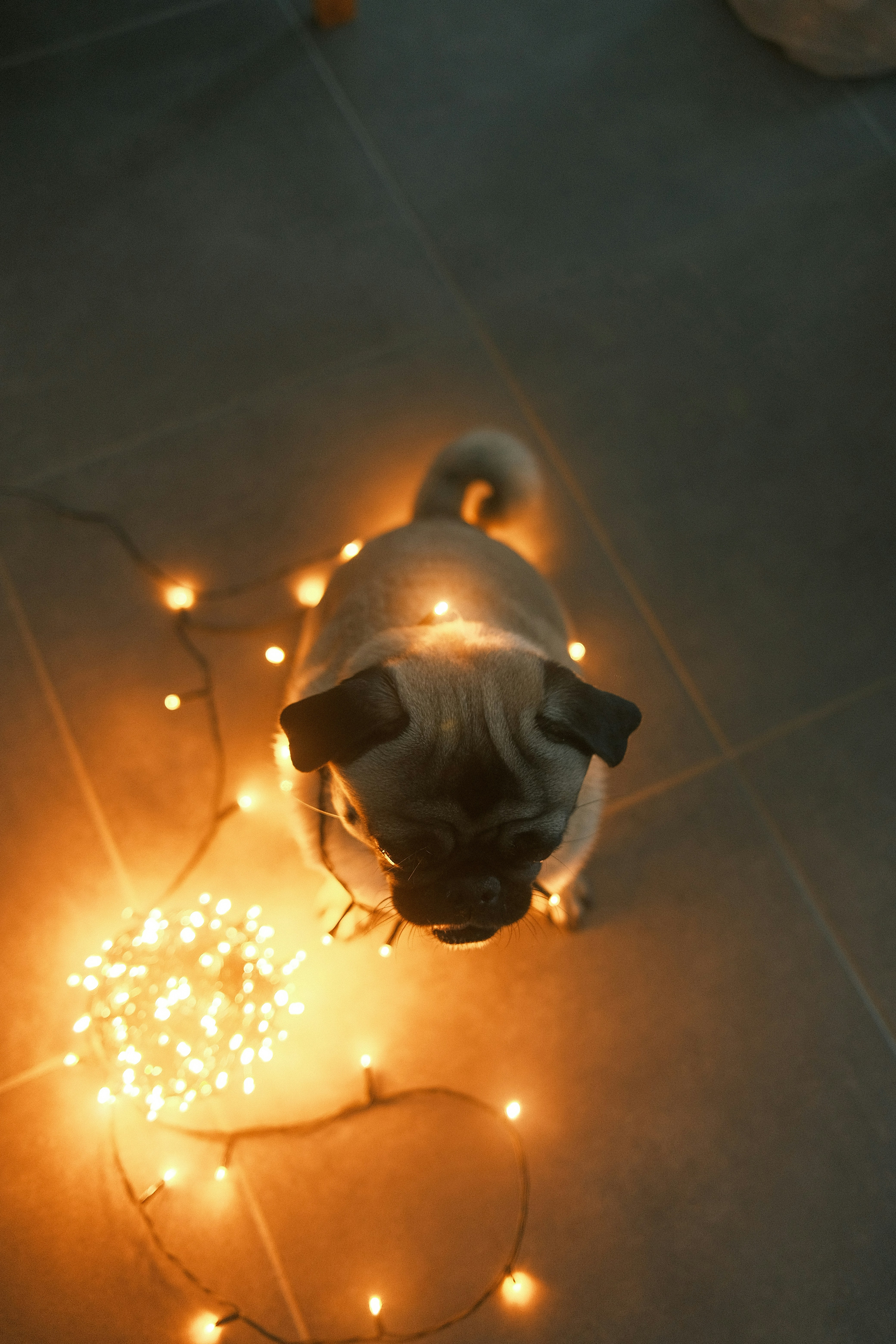 Amber Halo: A Pug Beneath a Cascade of Fairy Lights