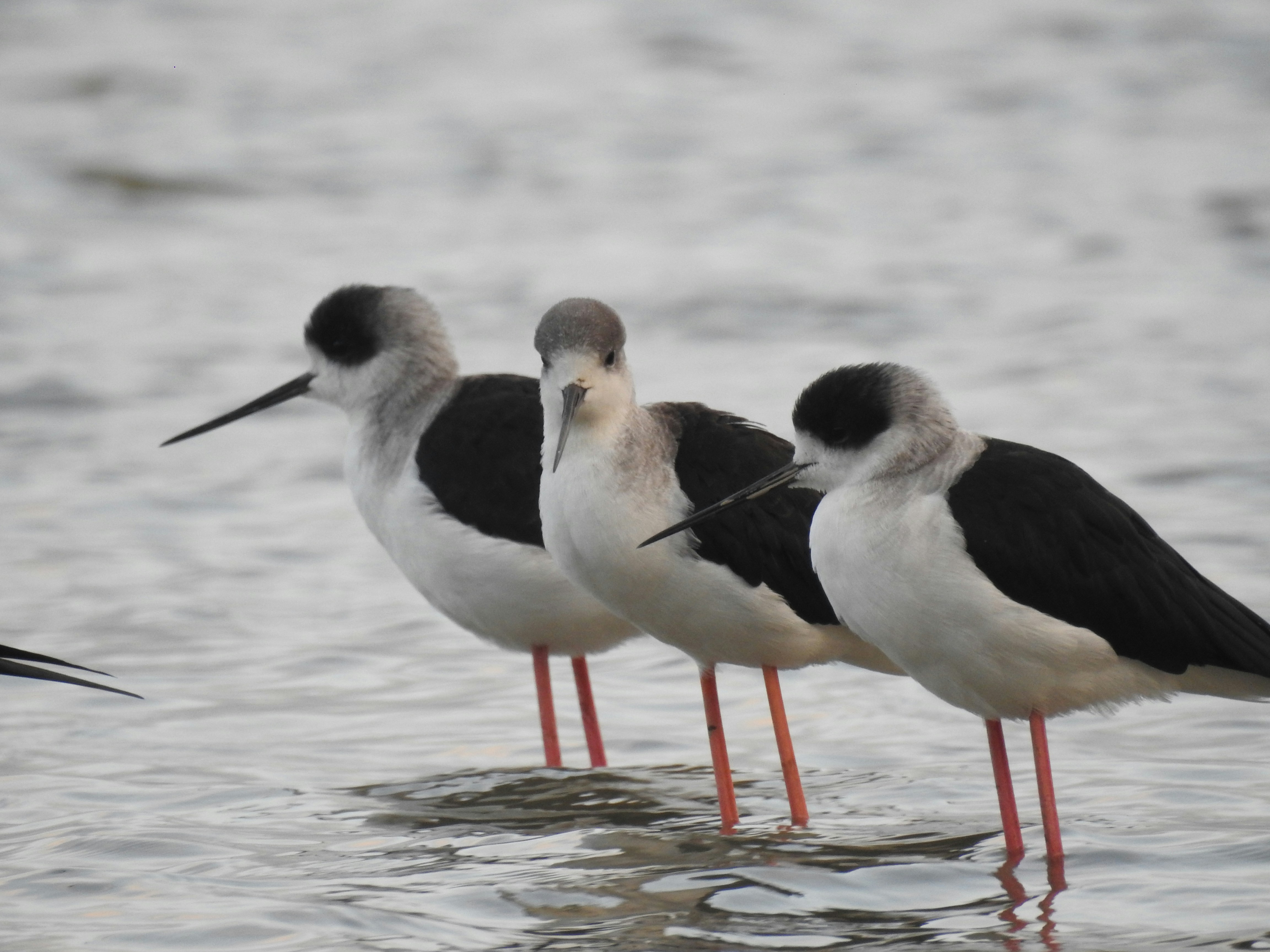 Three black-winged stilts stand in shallow tidal water, their slender pink legs contrasting with black-and-white plumage in a calm shoreline scene. This photograph captures a quiet coastal moment with subtle reflections.