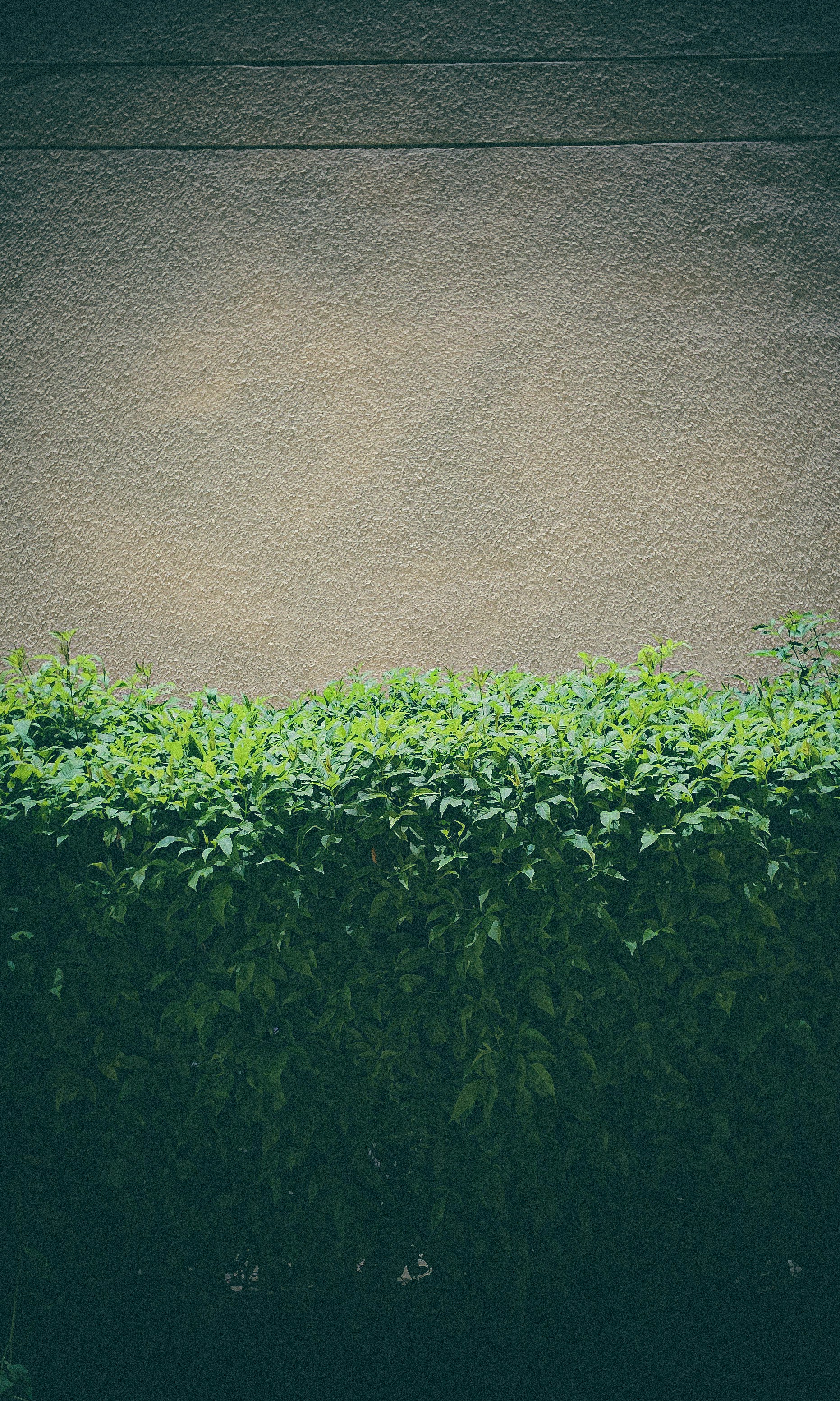 A green hedge next to a wall photo – Free Nature Image on Unsplash