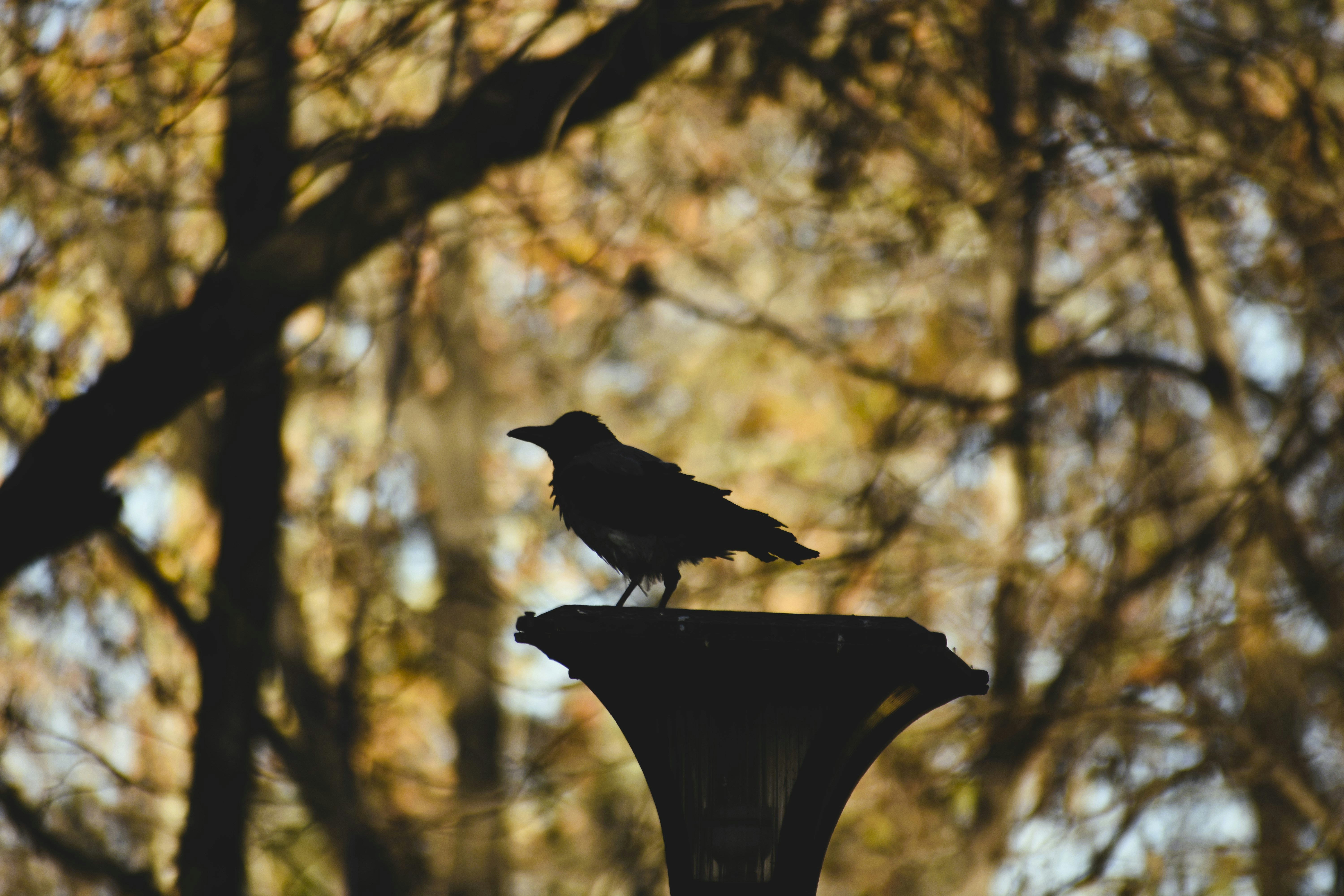 Crow Silhouette on a Lamp Post Beneath an Amber Autumn Canopy