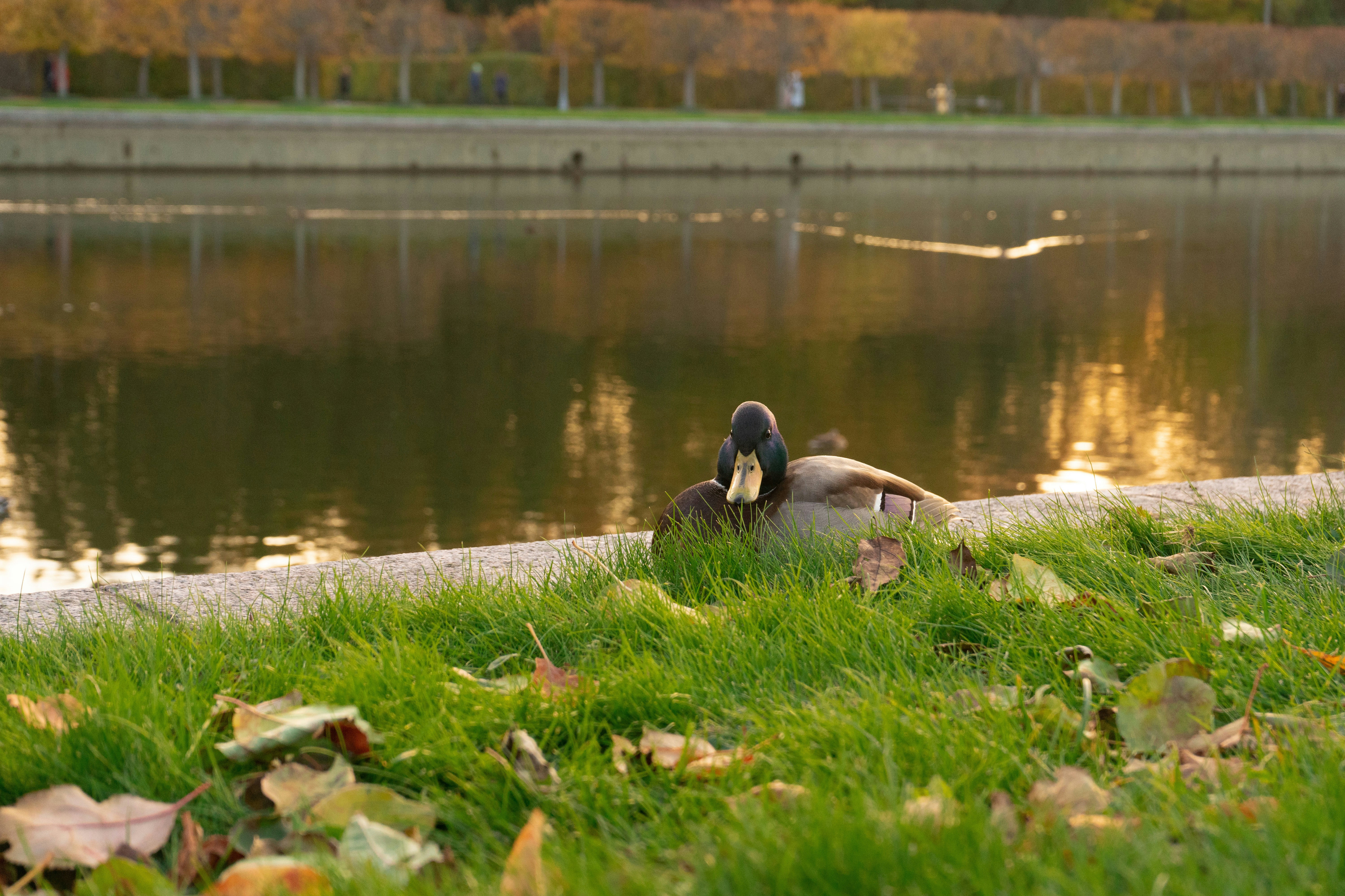 Ducks resting on lush grass beside a tranquil pond with golden reflections.