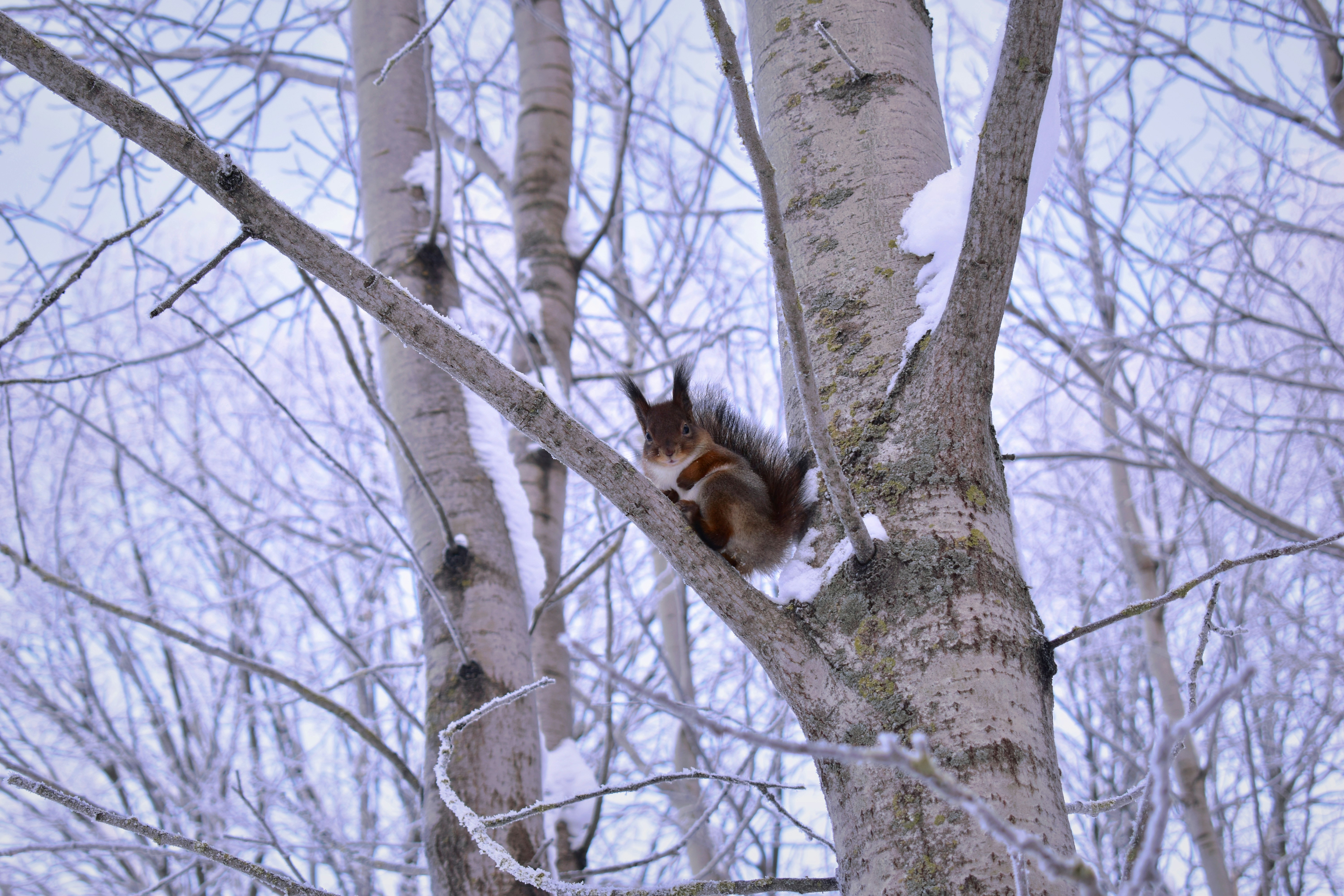 Squirrel on Frosted Birch: Winter Quiet in a Snow-Washed Forest