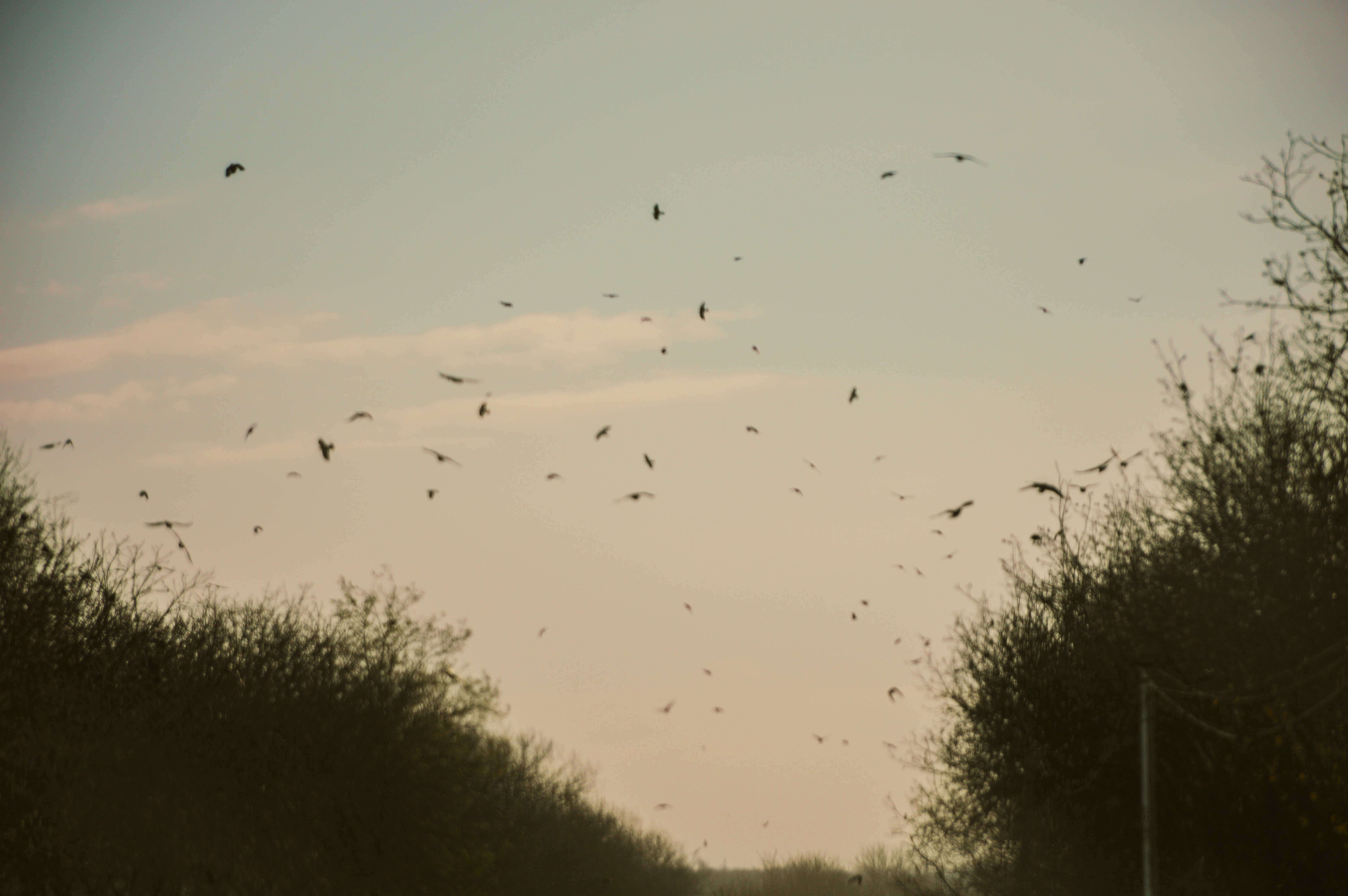 Dusk Flock Over a Hedgerow Horizon