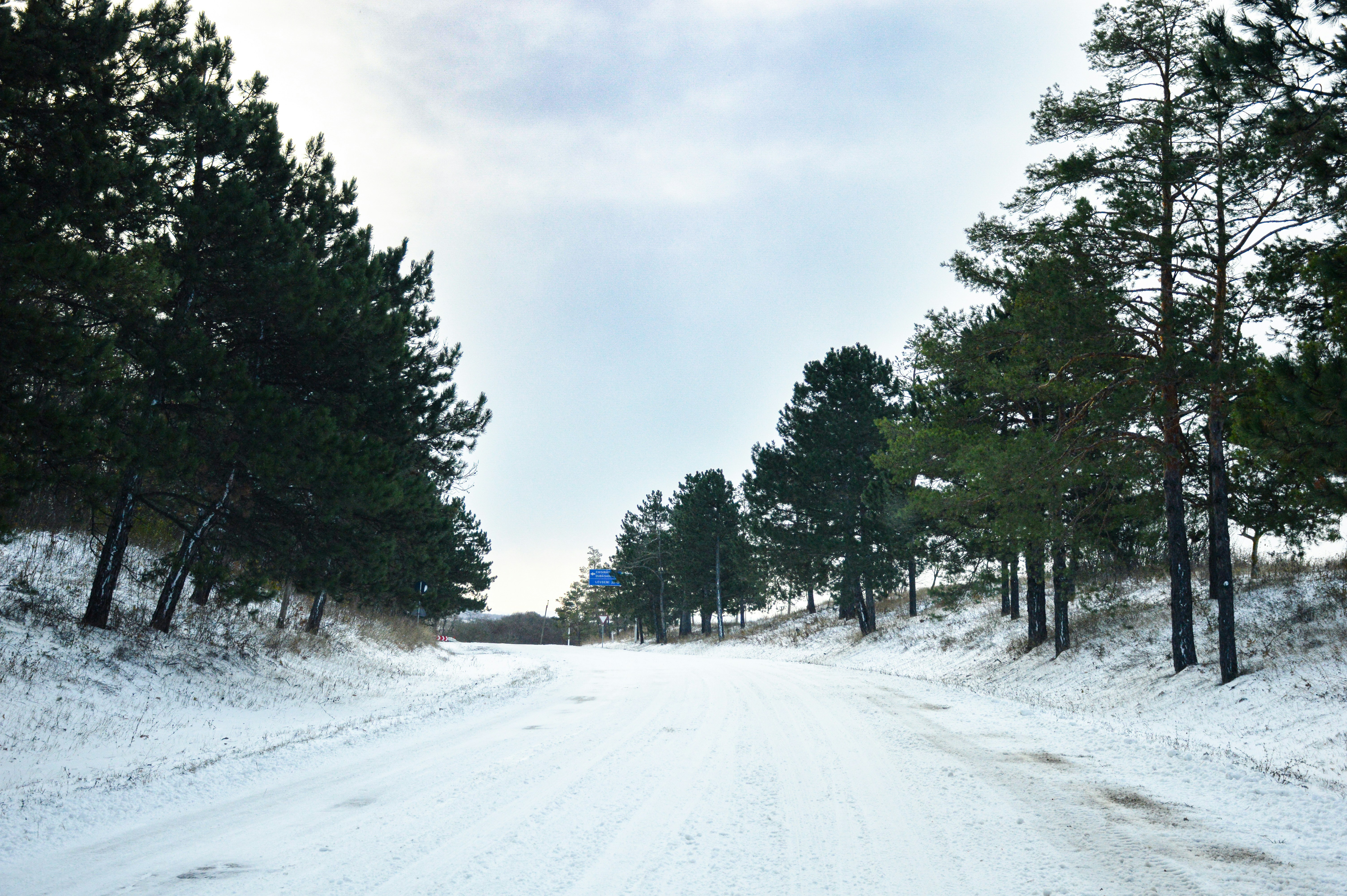 Vanishing Point on a Snowbound Pines Road